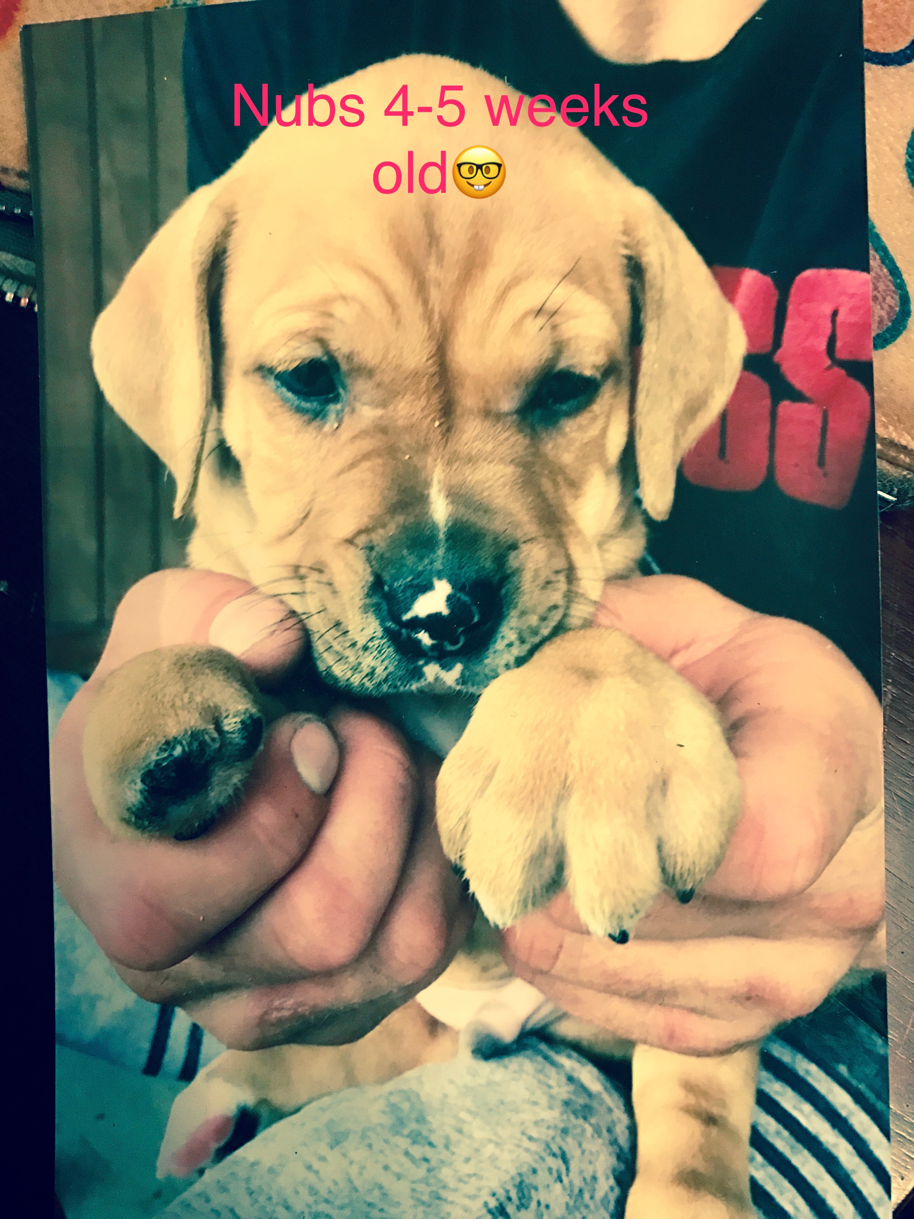 Fundraiser by Traci Christofore : Help Mr. Nubs Get the Care He Deserves