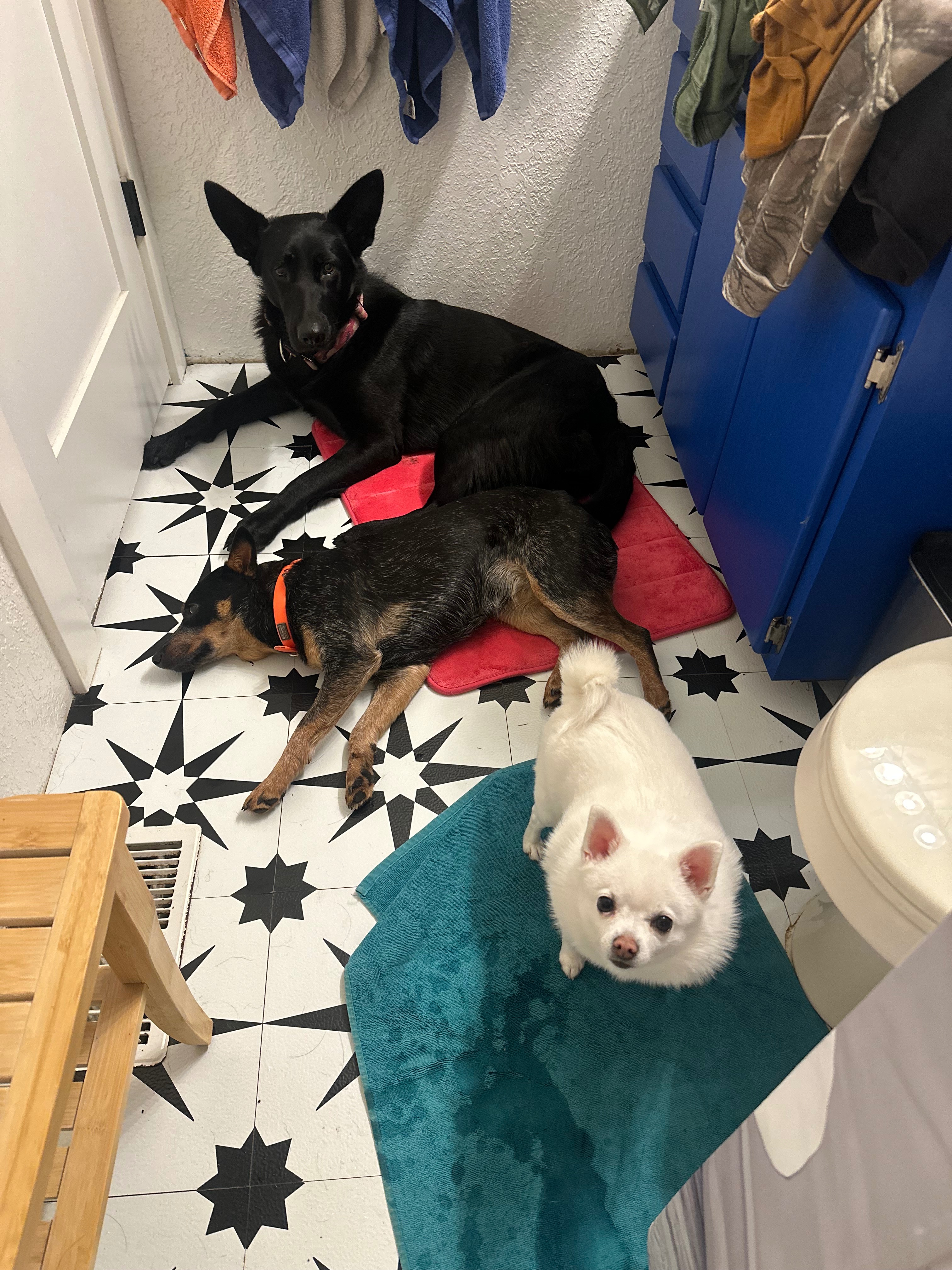 Fundraiser for Amy Carrier by Lindsey Roche : Support Amy's Dog Through ...