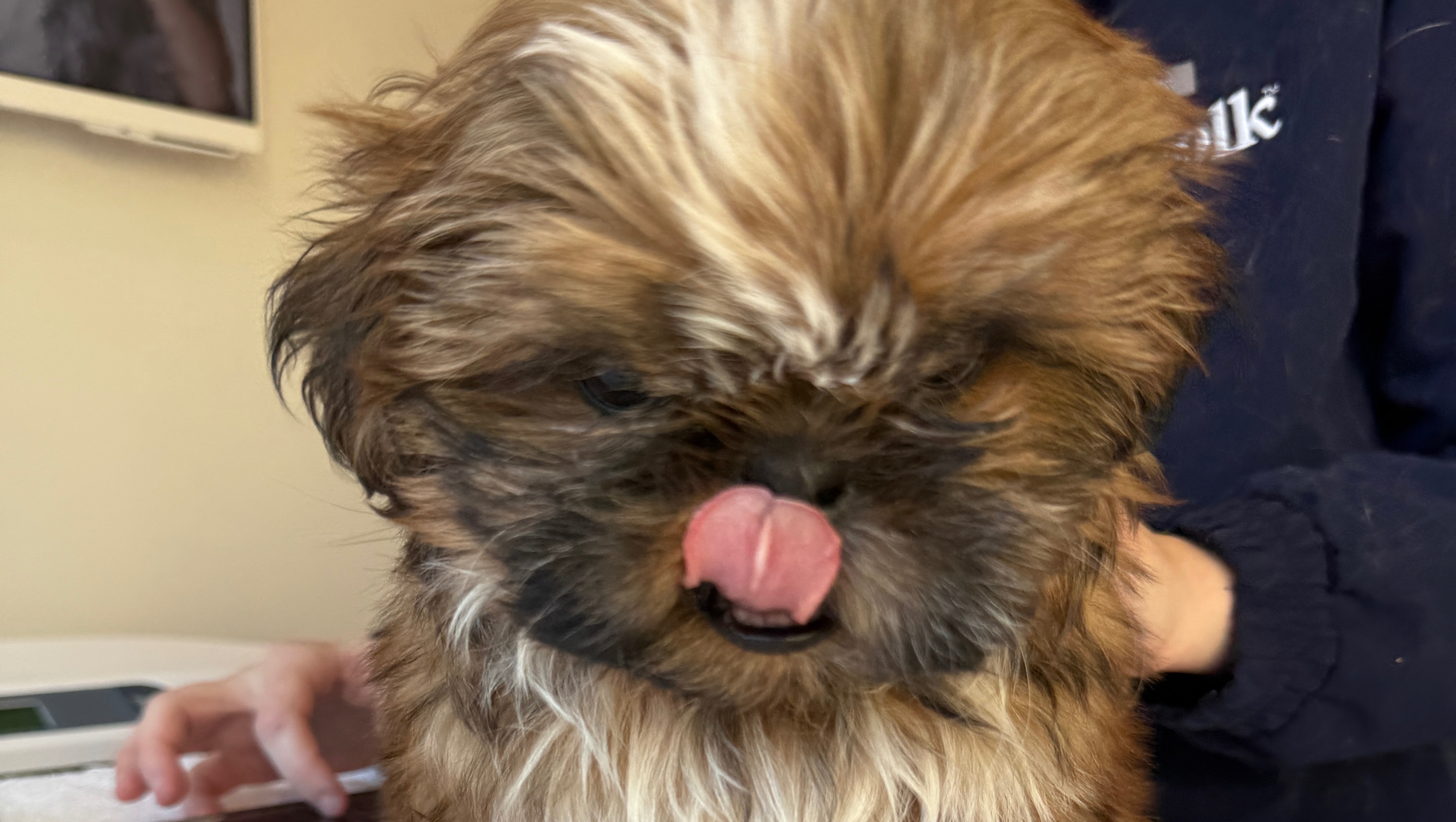 Fundraiser by amy harrell : Help Oscar Recover After a Serious Accident