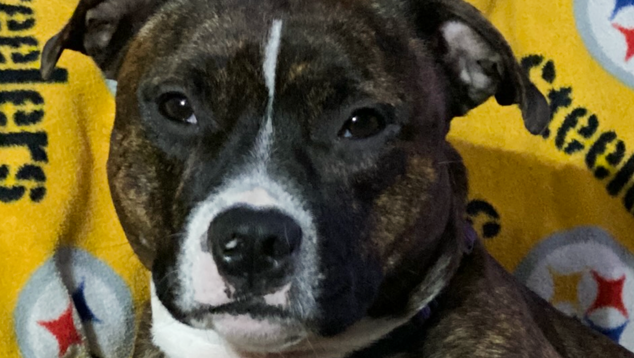 Fundraiser for Nicol Ruse by Virginia GanzSmith : Help Save Bella—Nicol ...