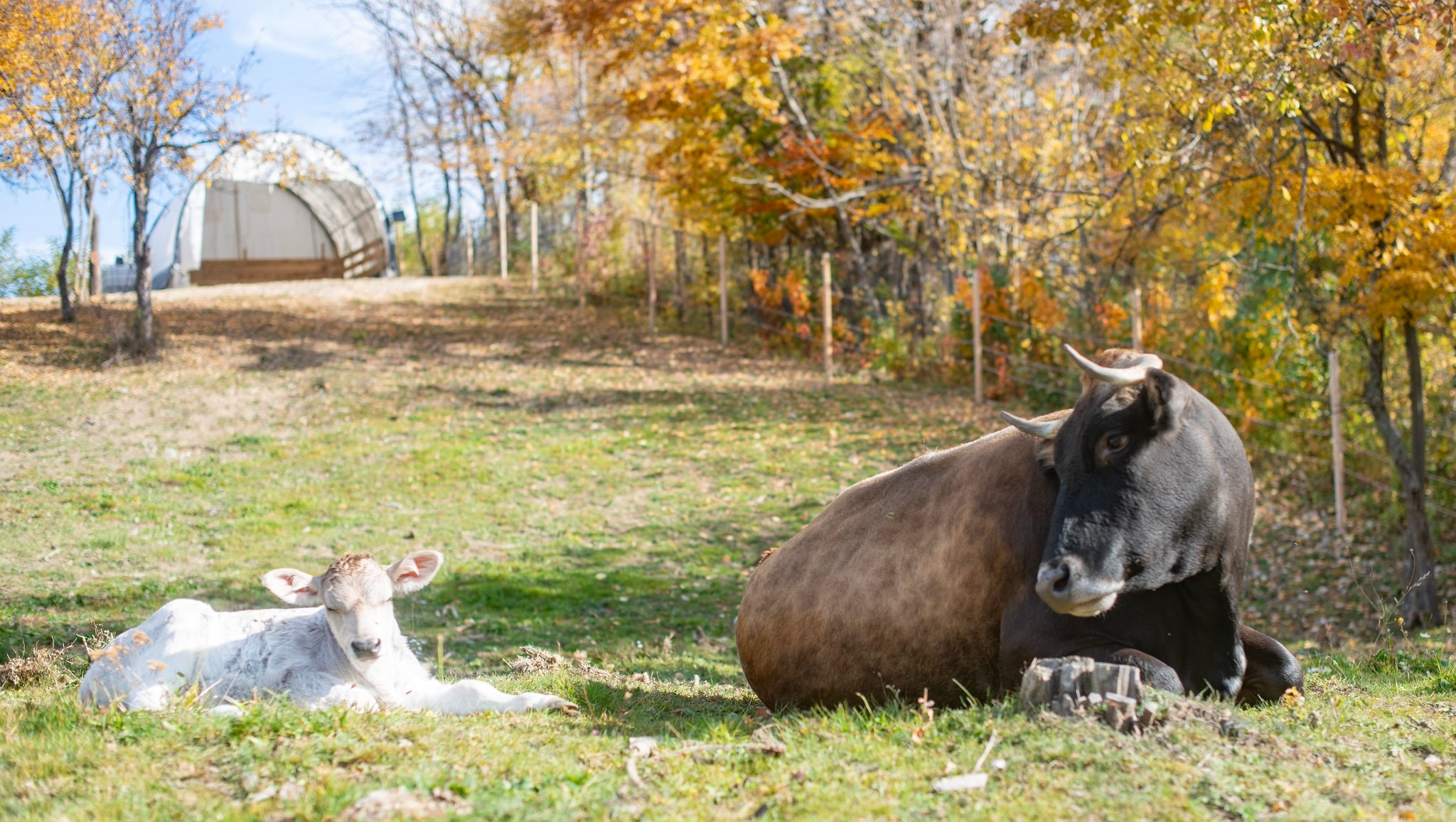 Fundraiser for Jane Land by Joey Carbstrong : Urgent Animal Sanctuary ...