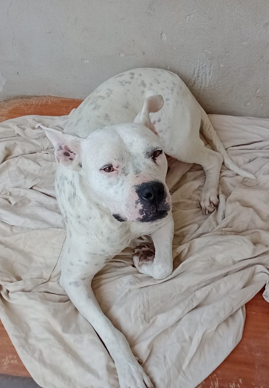 Fundraiser by Stefy Fusi : “Non lasciarli soli: dona una seconda vita a ...