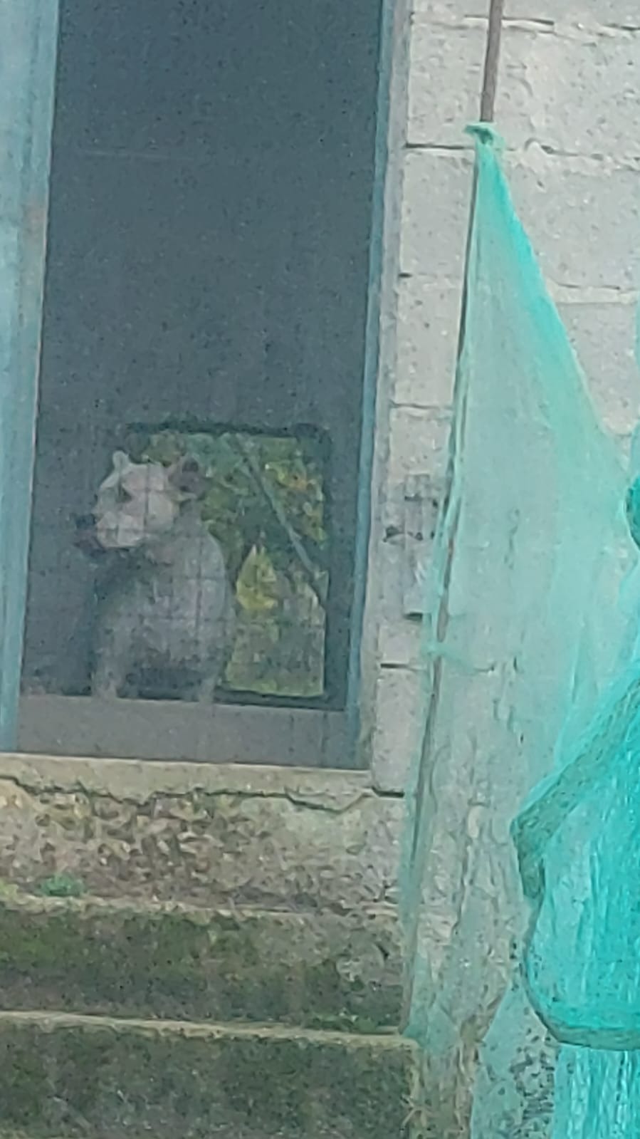 Fundraiser by Stefy Fusi : “Non lasciarli soli: dona una seconda vita a ...