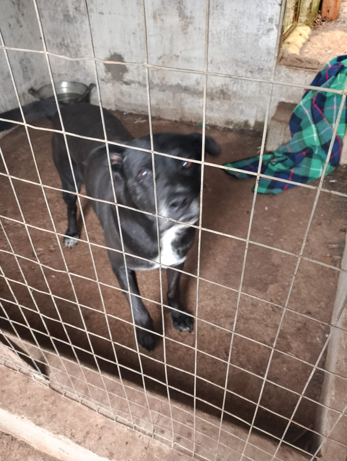 Fundraiser by Stefy Fusi : “Non lasciarli soli: dona una seconda vita a ...