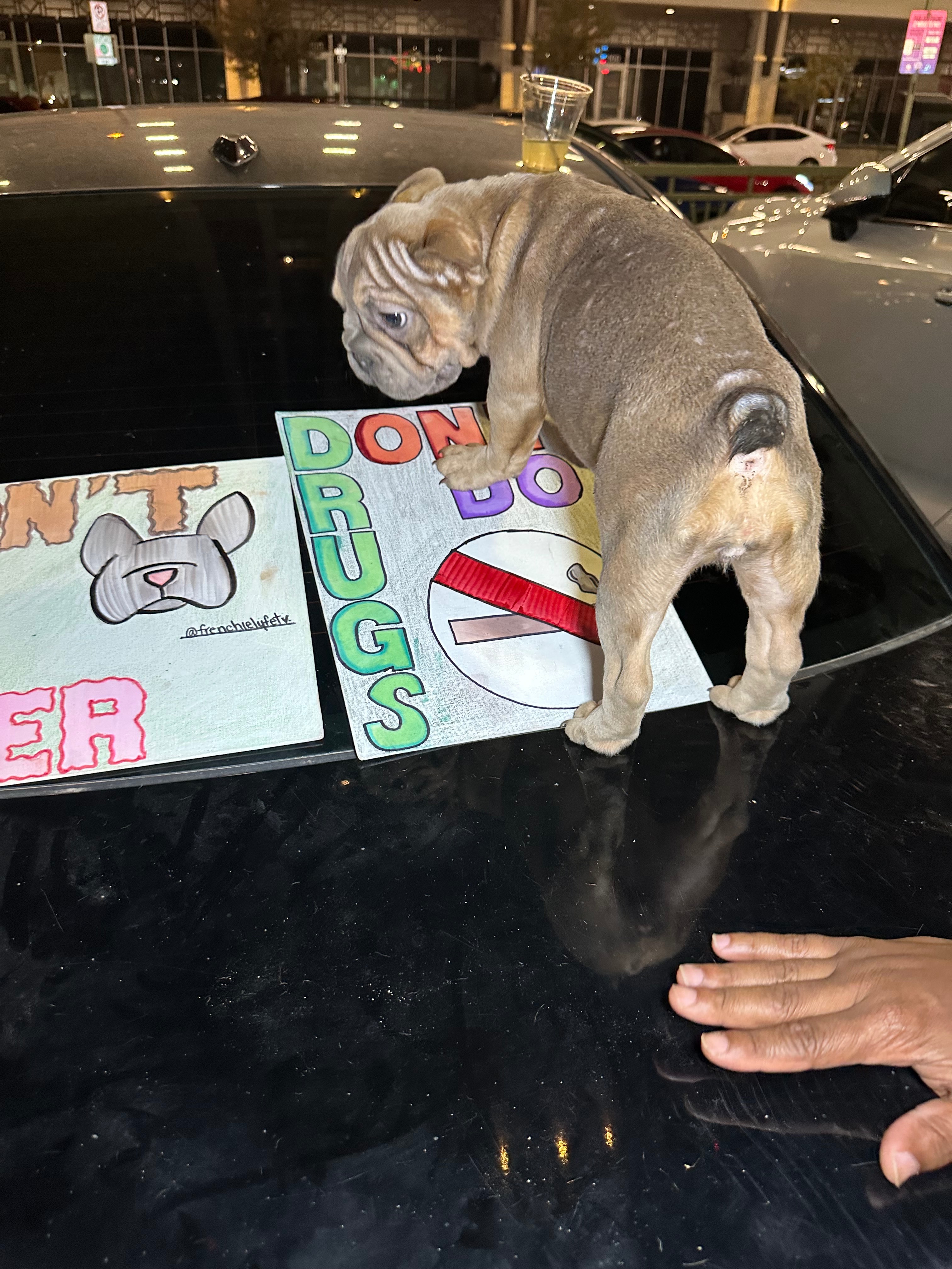 Fundraiser by Frenchie Lyfe : Don’t do drugs event! Los Angeles