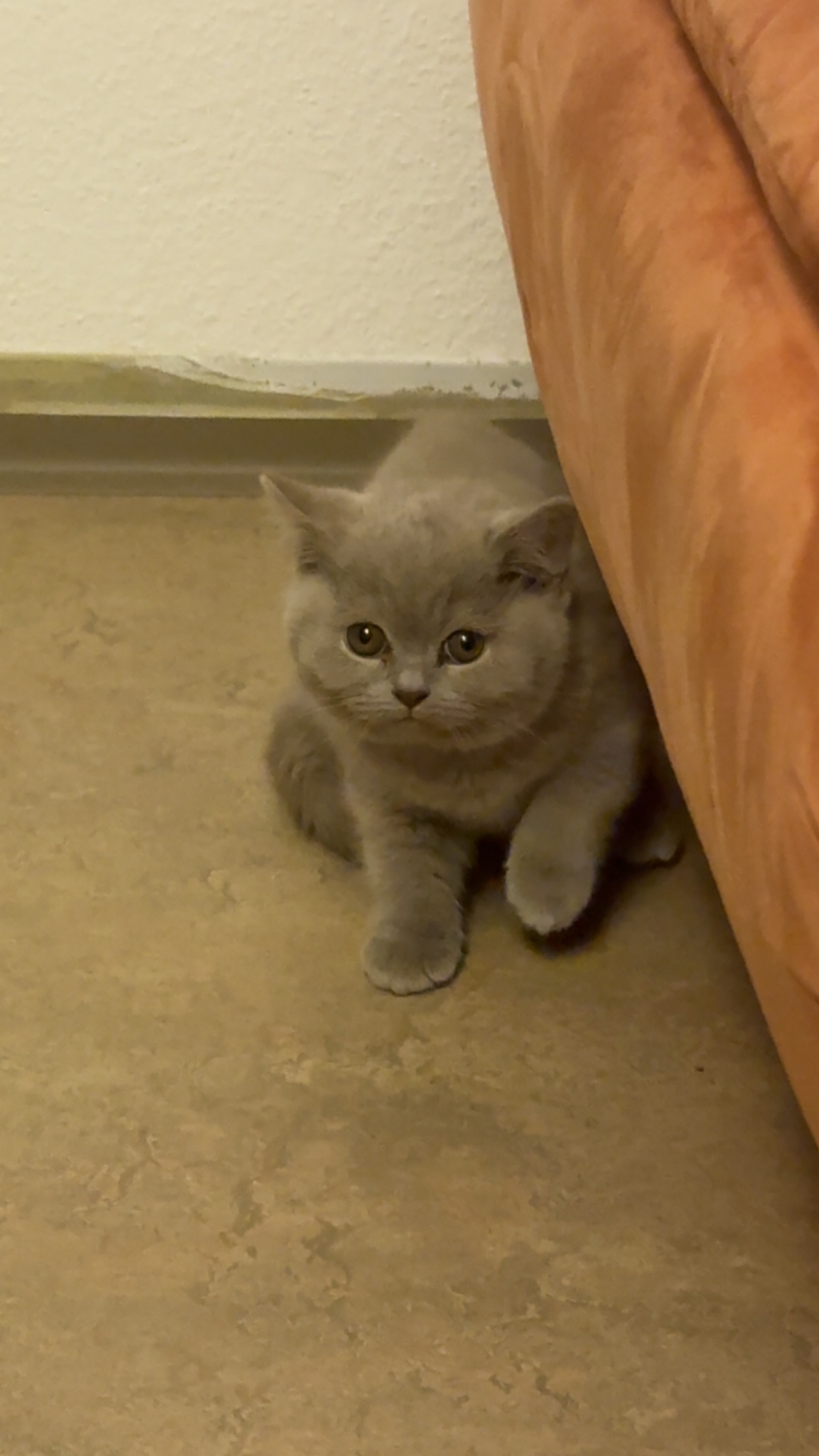 Fundraiser by Erlind Shala : Nami needs your Help