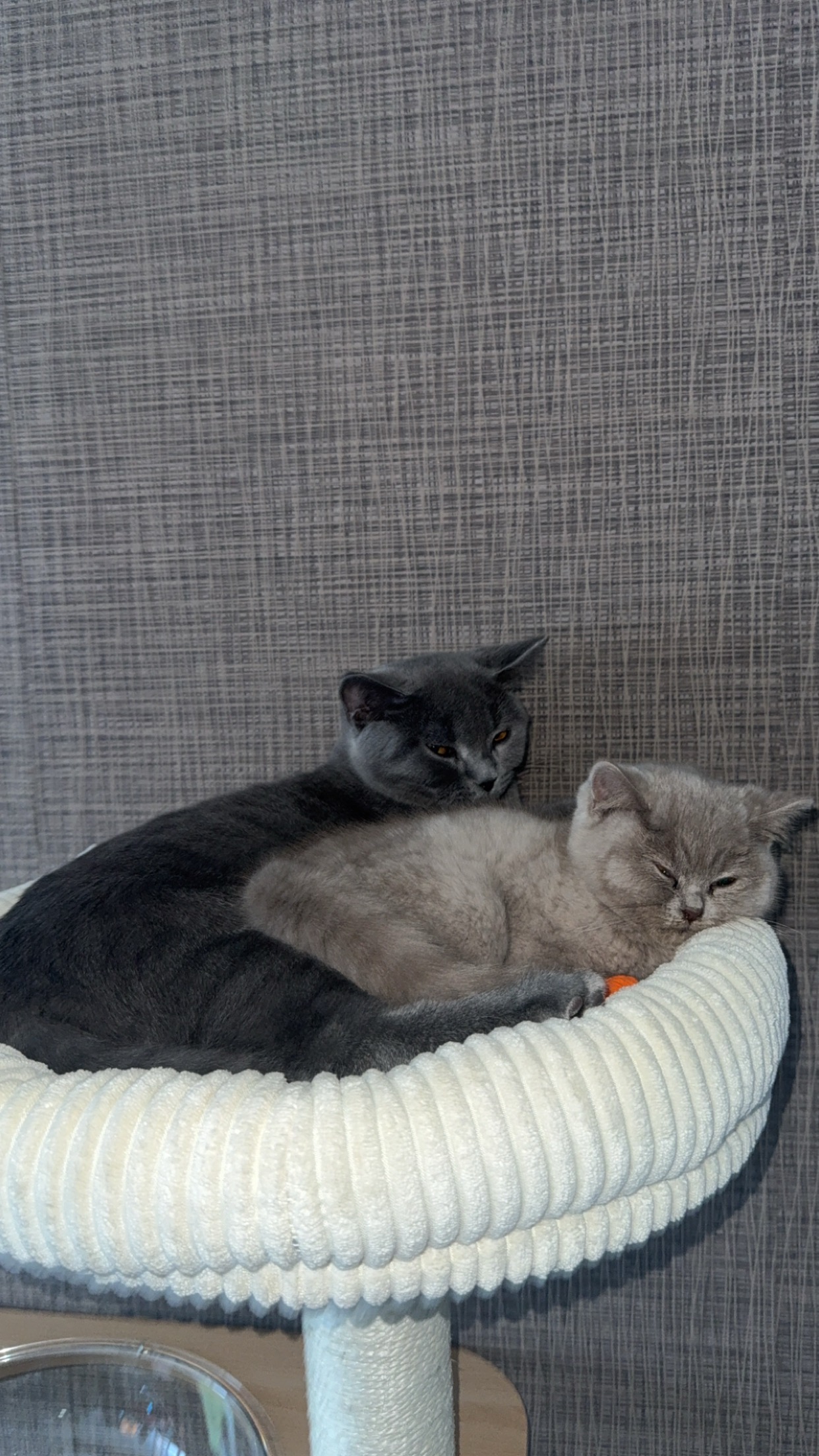 Fundraiser by Erlind Shala : Nami needs your Help