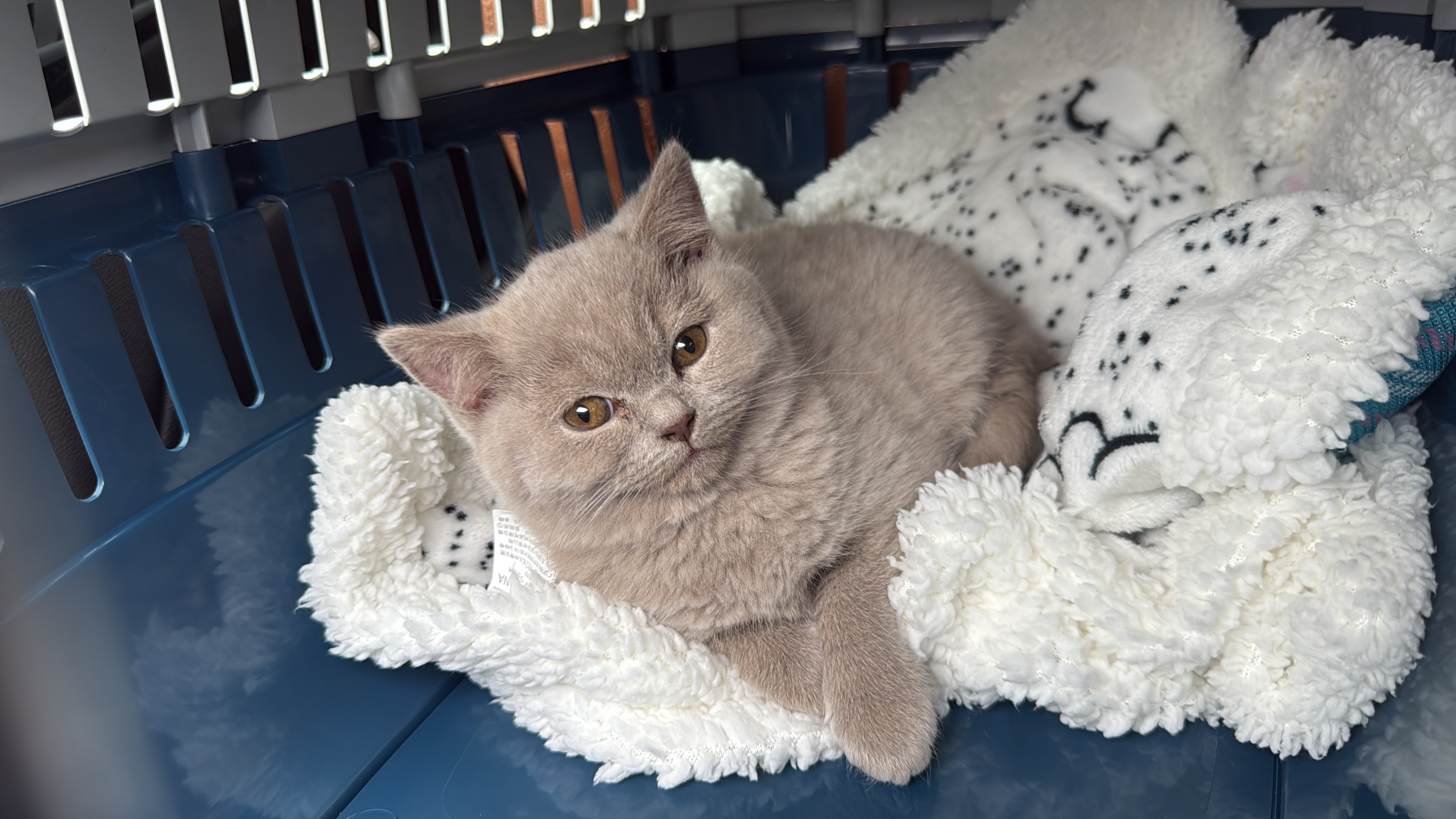 Fundraiser by Erlind Shala : Nami needs your Help