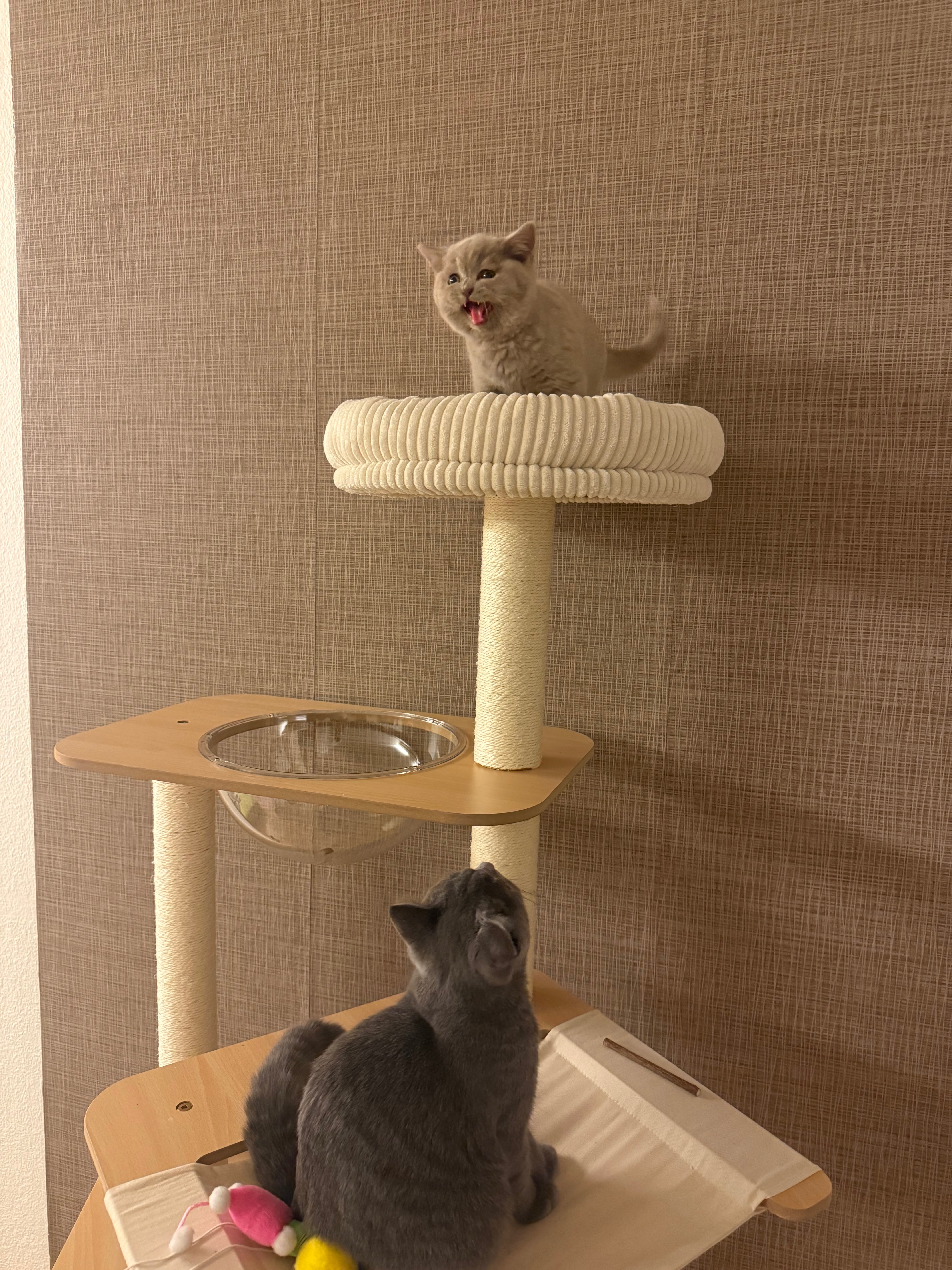 Fundraiser by Erlind Shala : Nami needs your Help