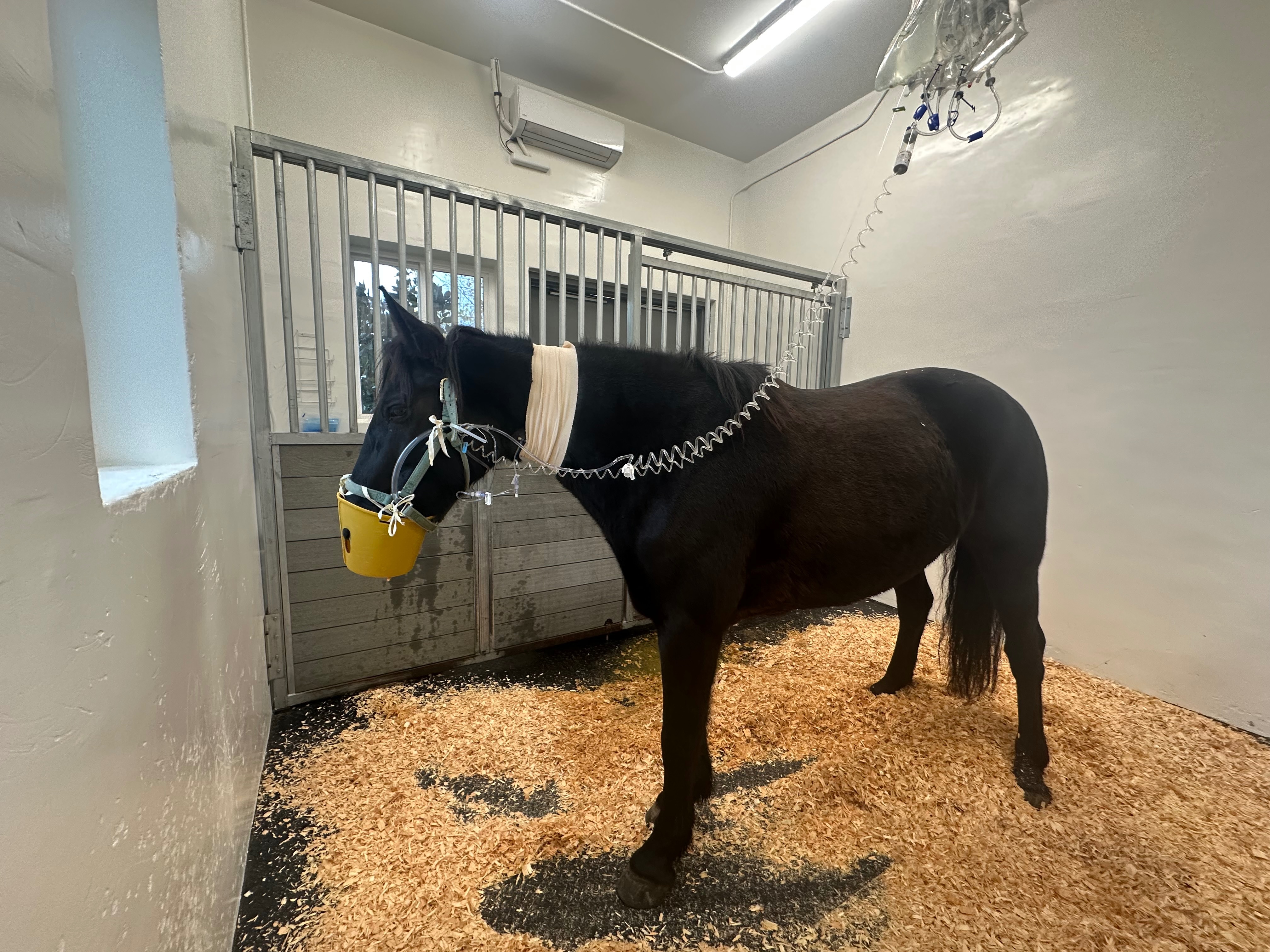 Fundraiser by J Lin : Help Merida Fight in the Horse Intensive Care Unit