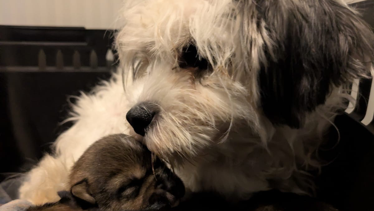 Fundraiser by Lisa Wilkes : Eadie and pups