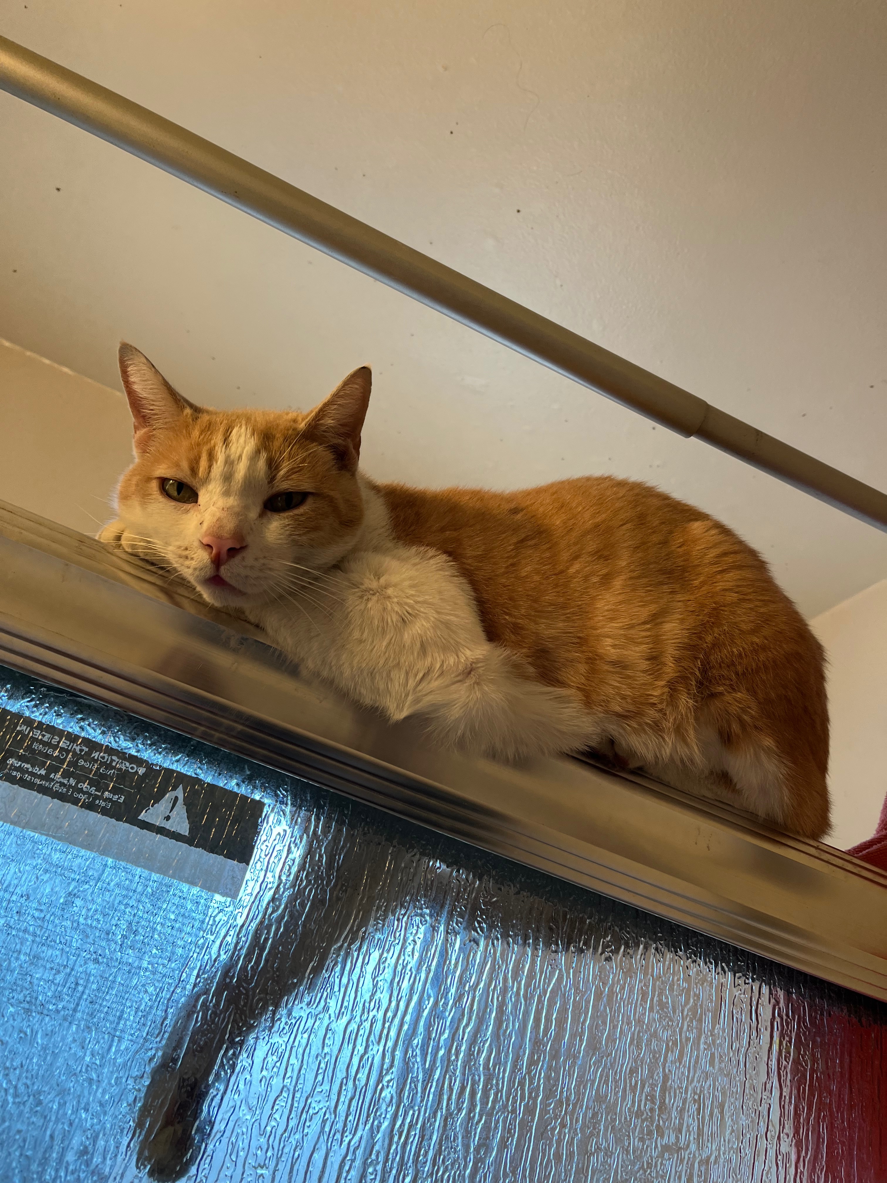 Fundraiser by Alejandra Herrera : Help Oliver Henry Waffles Fight Bone ...