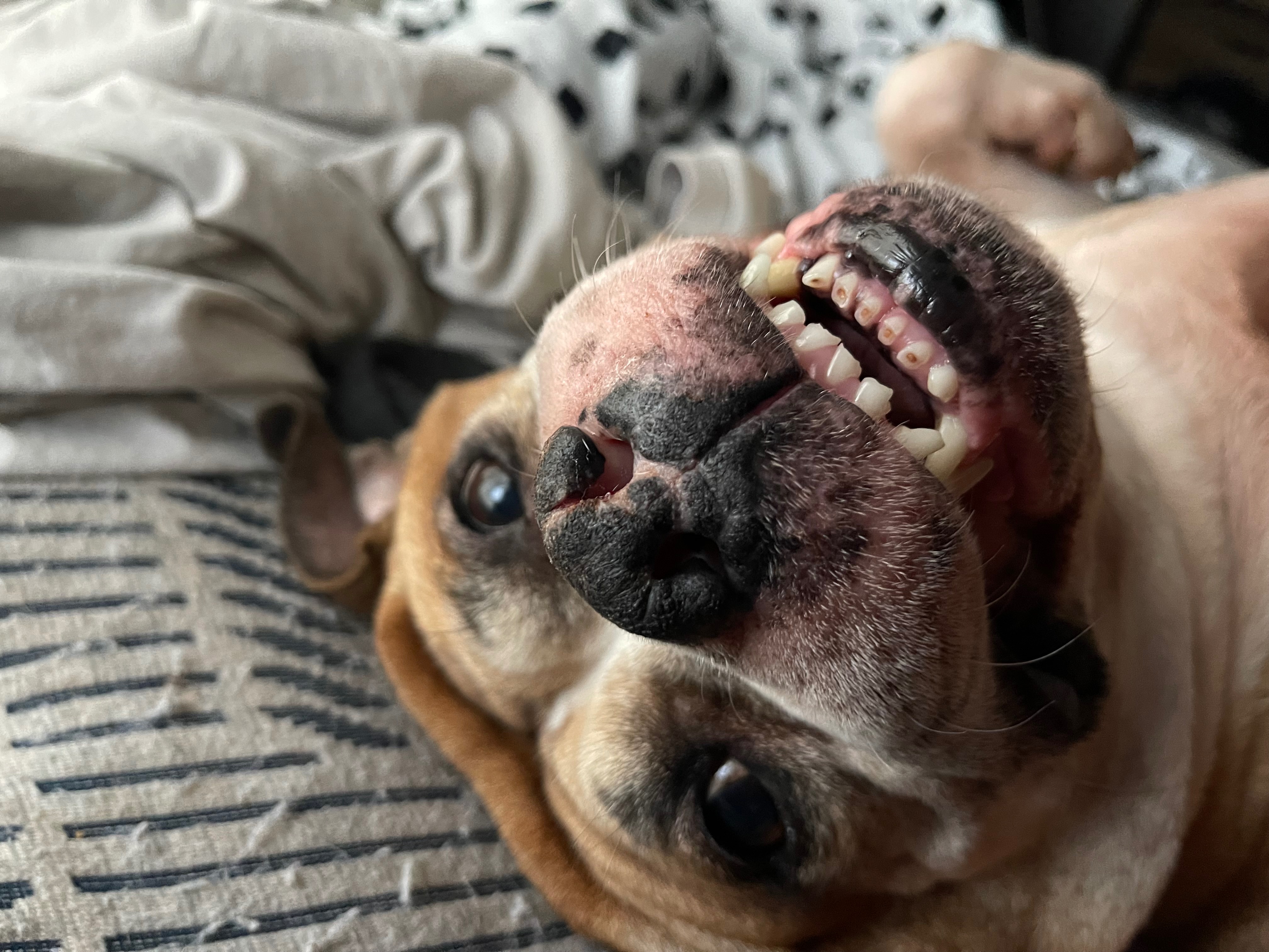 Fundraiser by Nathaniel Lopez : Help Khloe Get Her Christmas Miracle