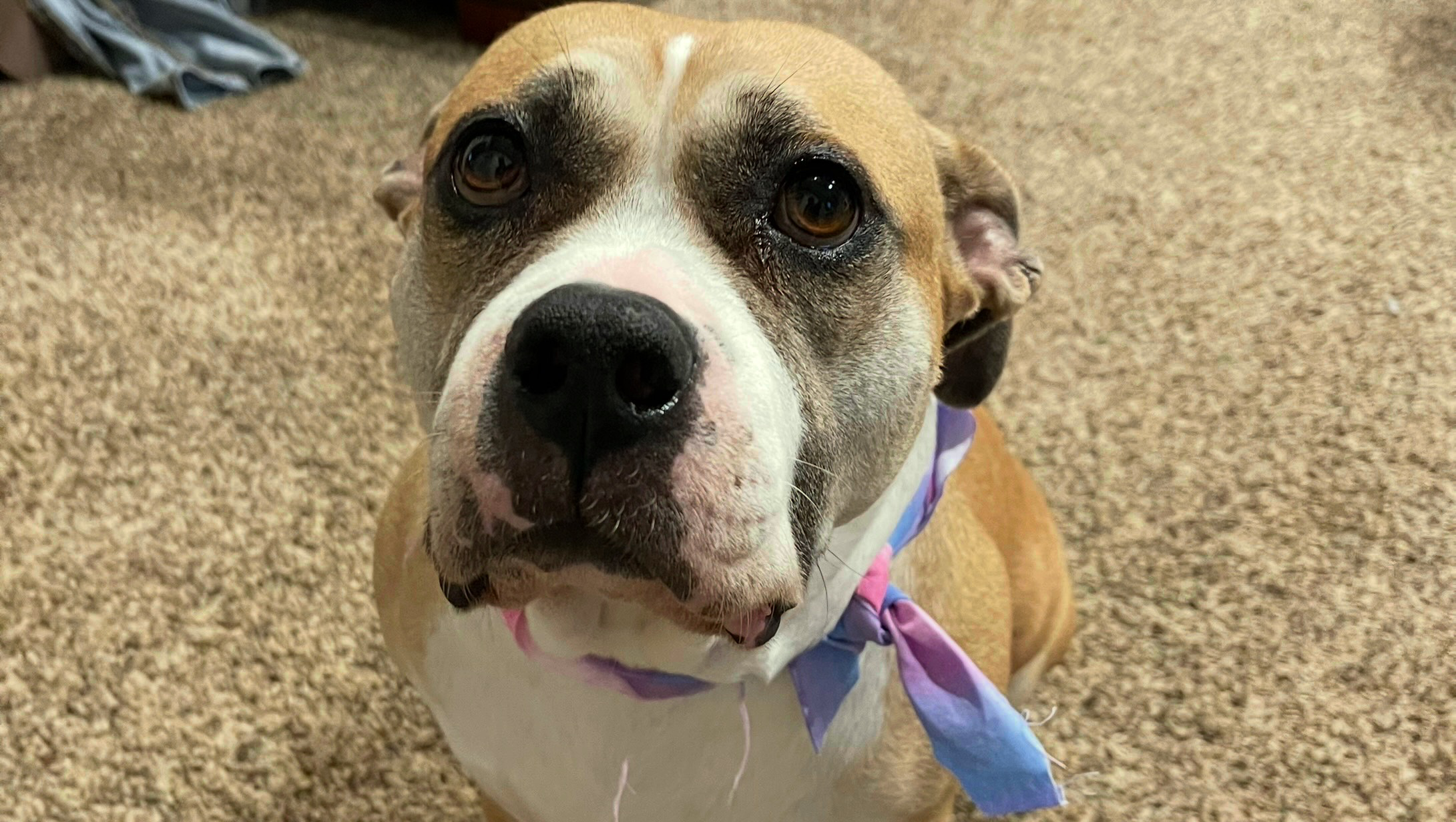 Fundraiser by Nathaniel Lopez : Help Khloe Get Her Christmas Miracle