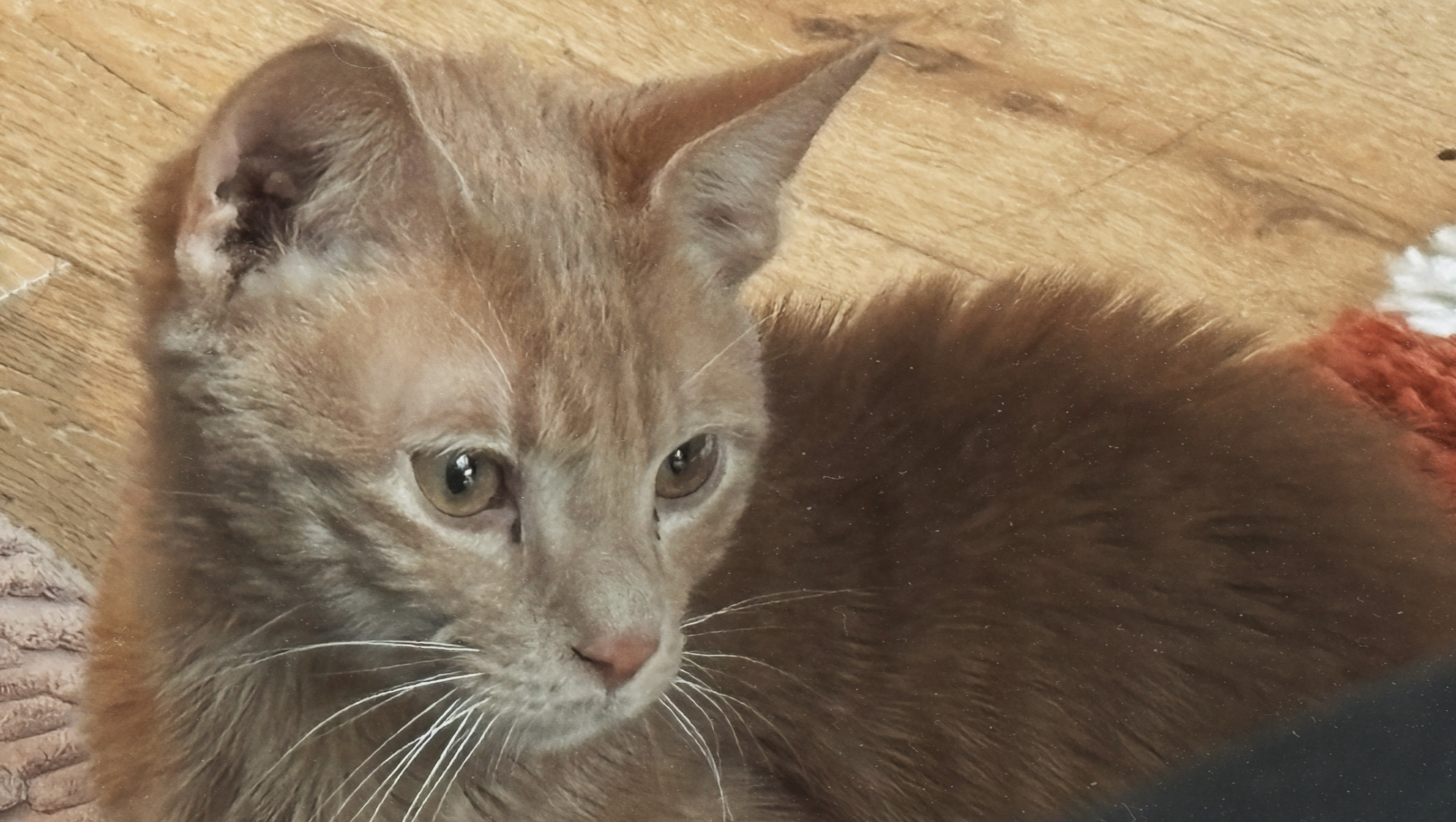 Fundraiser by Alexandra Jankowski : Support Cassian’s Urgent Surgery Needs
