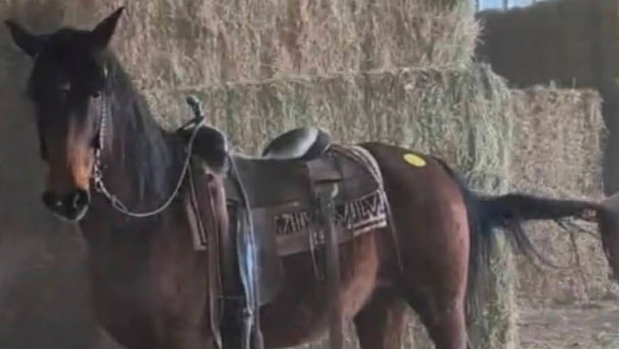 Fundraiser by Alexa Rahman : Support Comet’s Journey to Safety