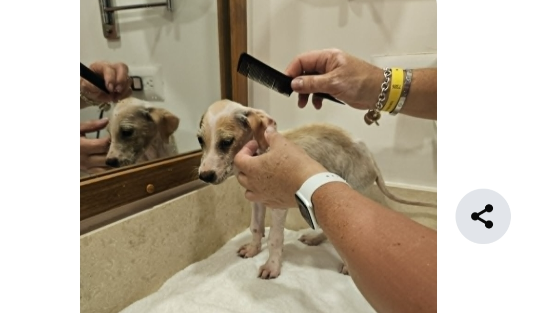 Fundraiser for Anne-Louise Perreault by Nathalie M Gagne : Little ...