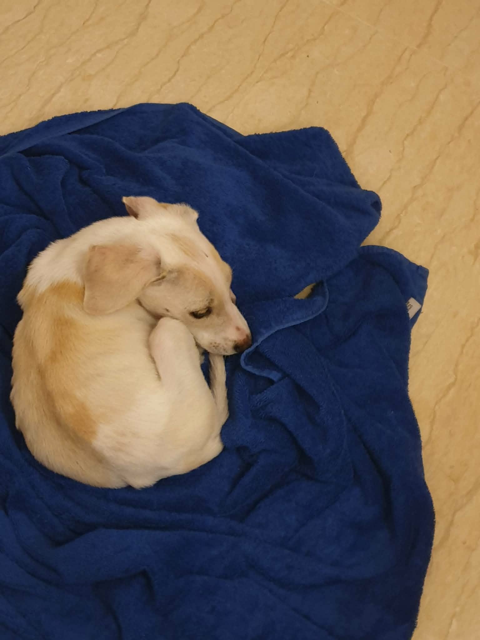 Fundraiser for Anne-Louise Perreault by Nathalie M Gagne : Little ...