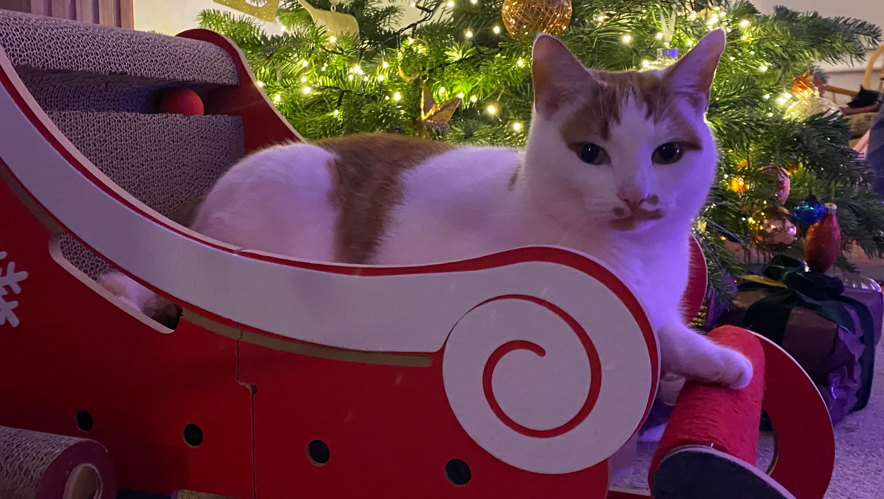 Fundraiser by Lucy Debenham : Lucy’s Birthday Stray Cat Rescue Fundraiser