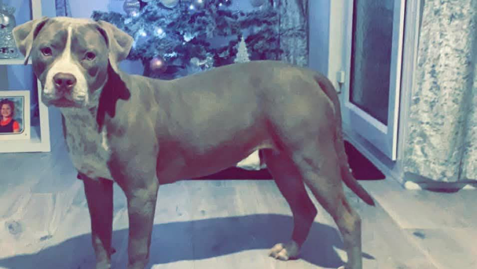 Fundraiser for Cameron Jones by Kirsty Preece : Help save LUNA