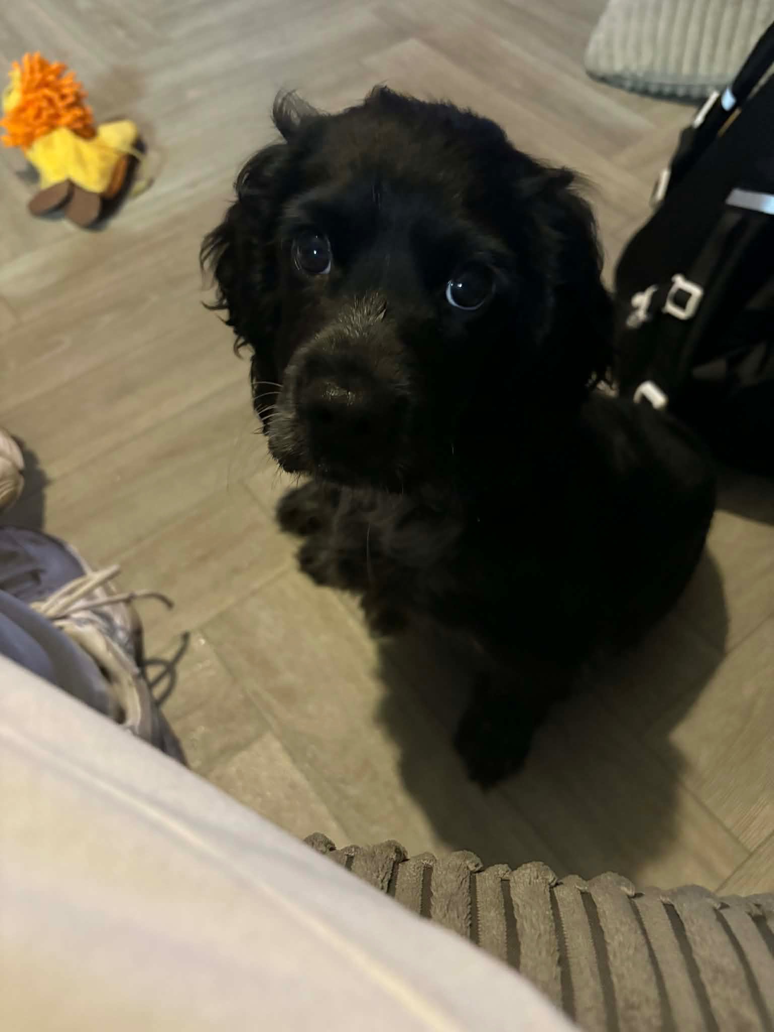 Fundraiser by Daniel Sparrow : Chase operation money