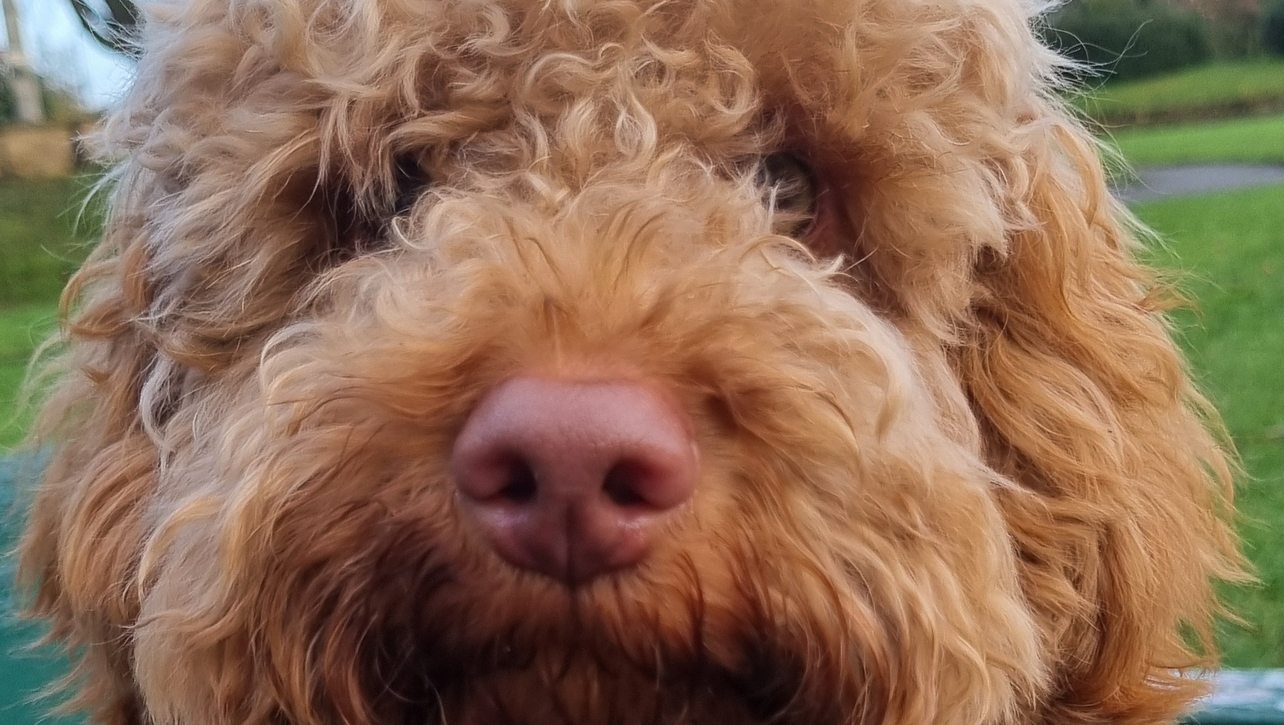 Fundraiser by Steve Brennan : Donate to help bodhi live a full life