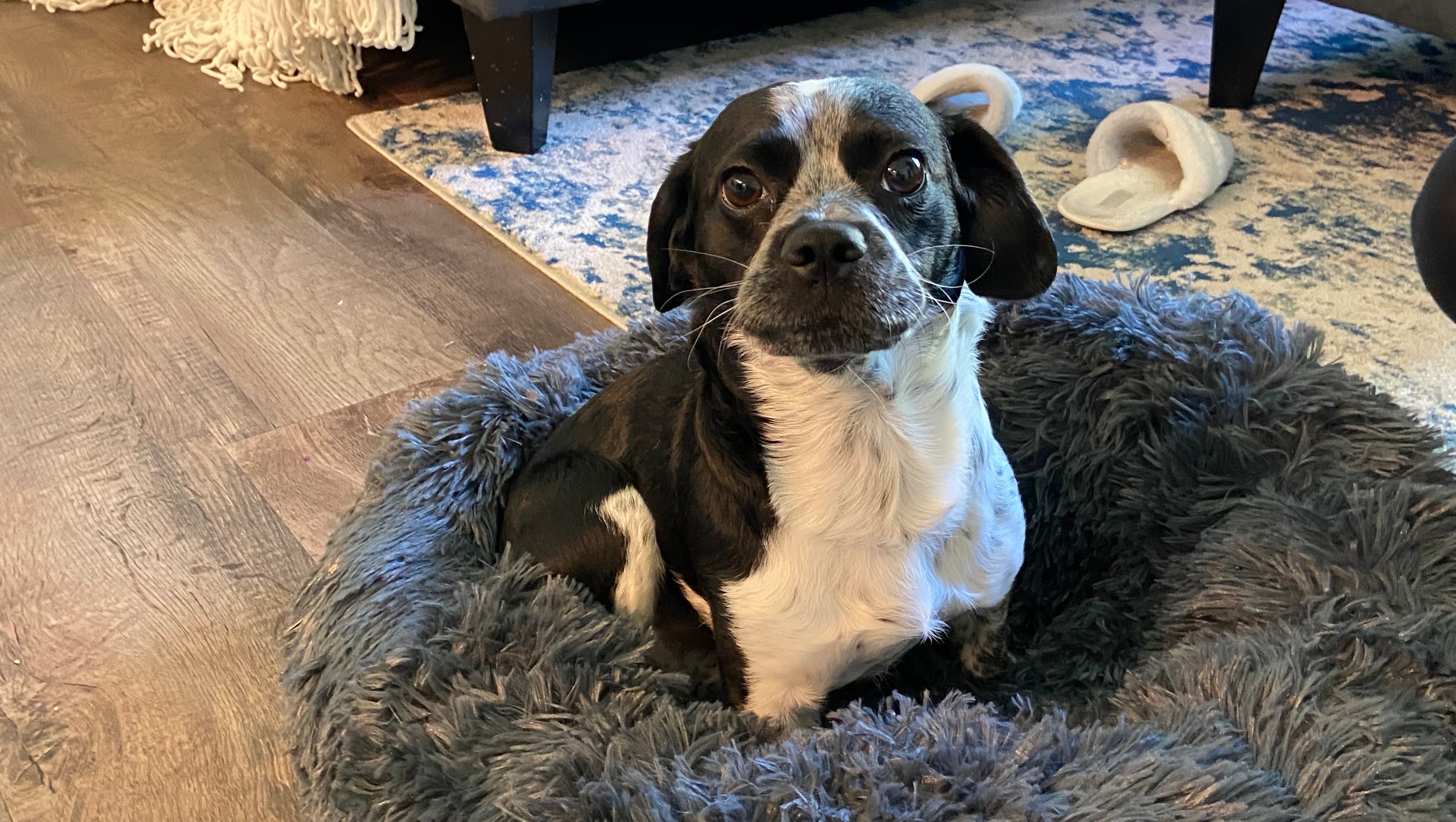 Fundraiser by Jessica Stack : Help Rex Walk Again After Spinal Injury