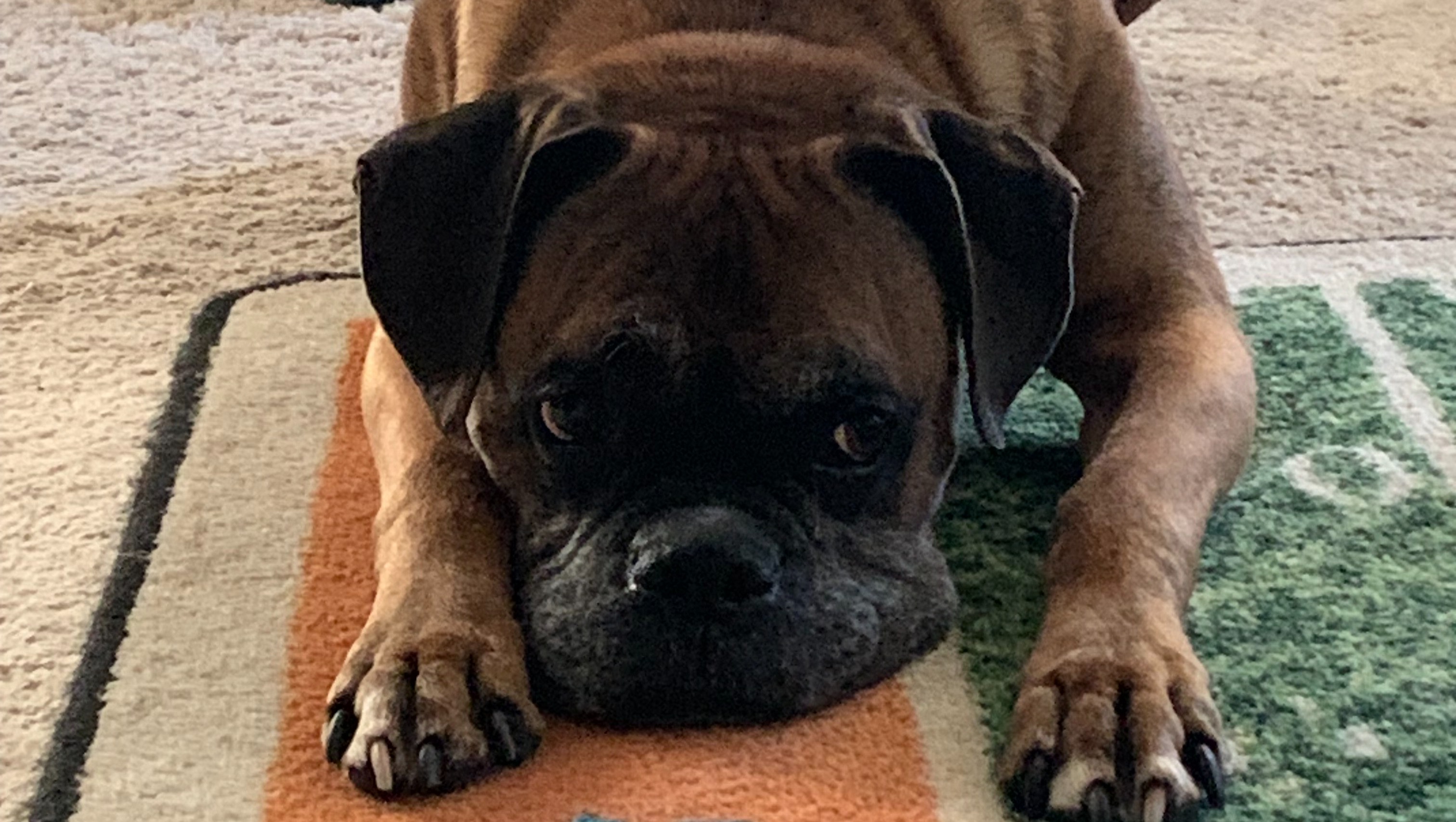 Fundraiser by Frank Rutkowski : Help Ace Recover from Pancreatitis ...
