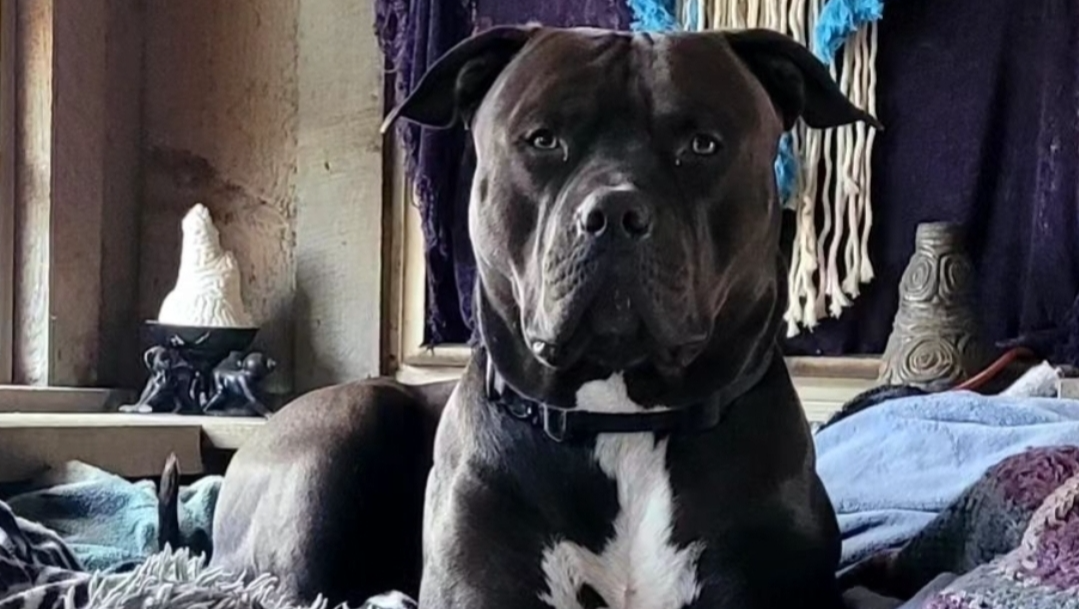 Fundraiser by Christina White : Help Toby Walk Again After His Injury