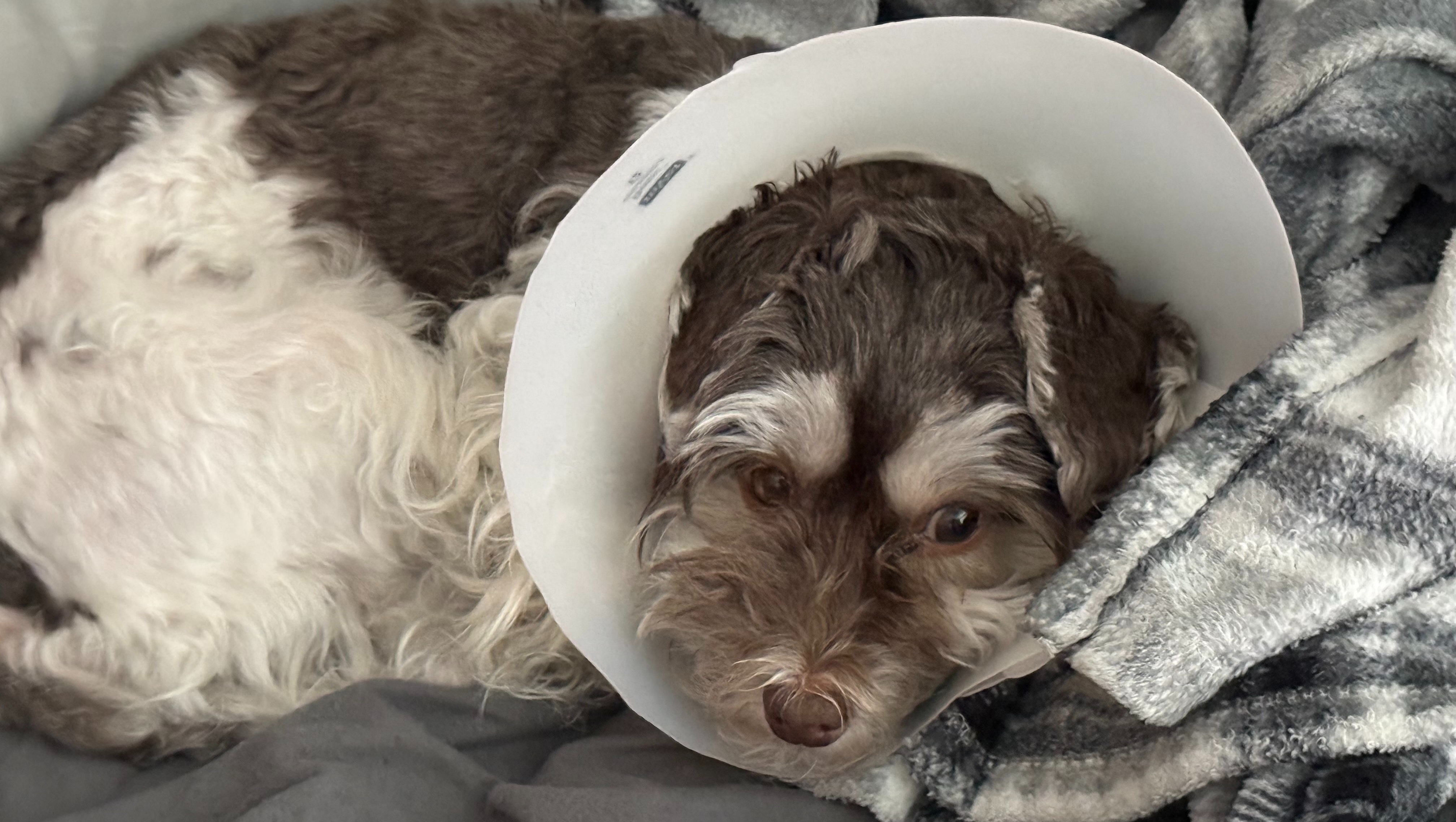 Fundraiser by Sean Coffman : Help Me Save My Dog and Keep Us Safe This ...