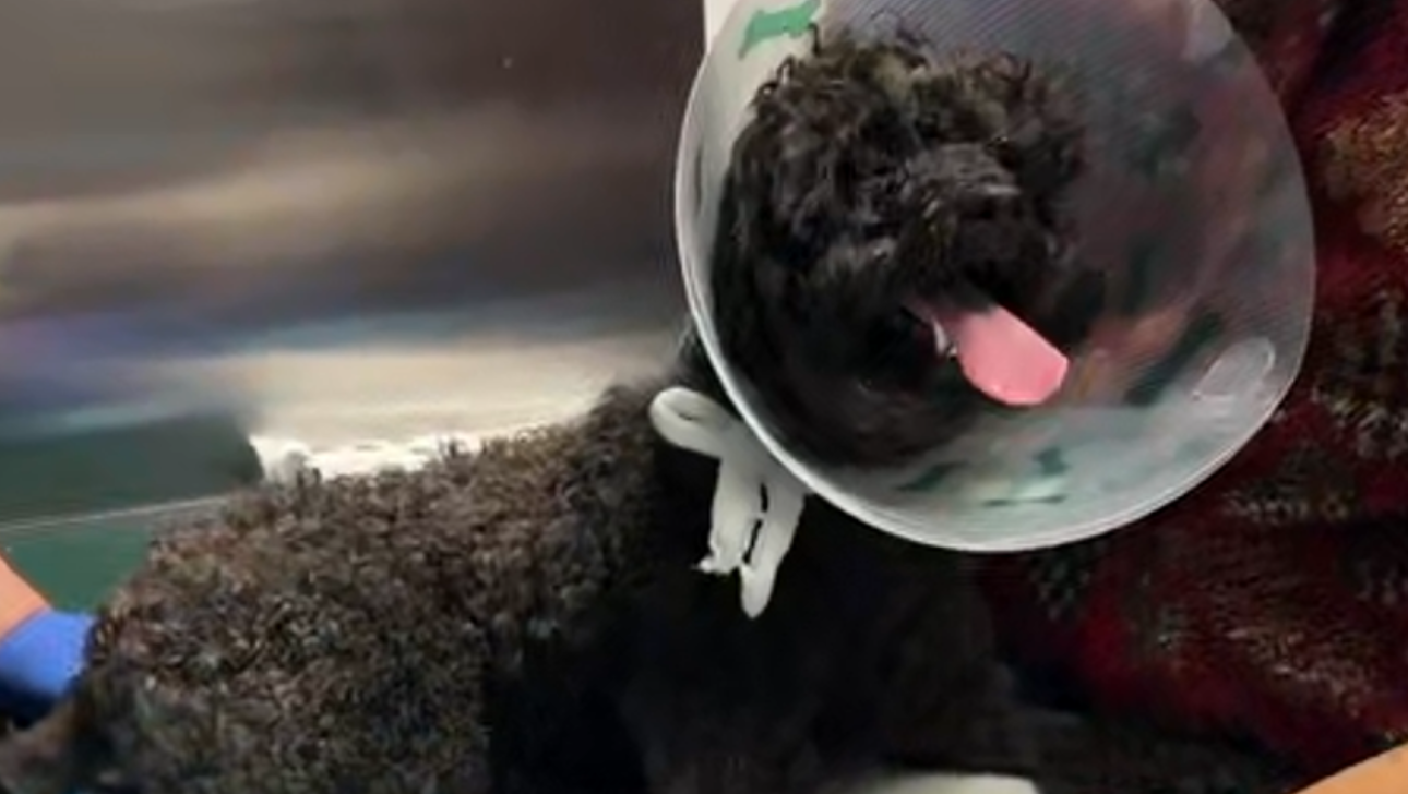 Fundraiser by Kayla Barrios : Support for Vader’s Recovery and Care ...