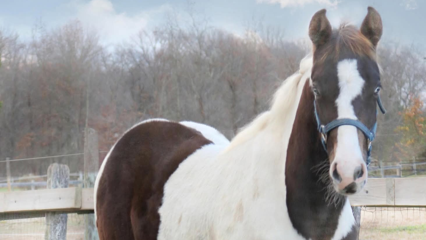 Fundraiser by Kelly lyons : Support Forgotten Angels Equine Rescue