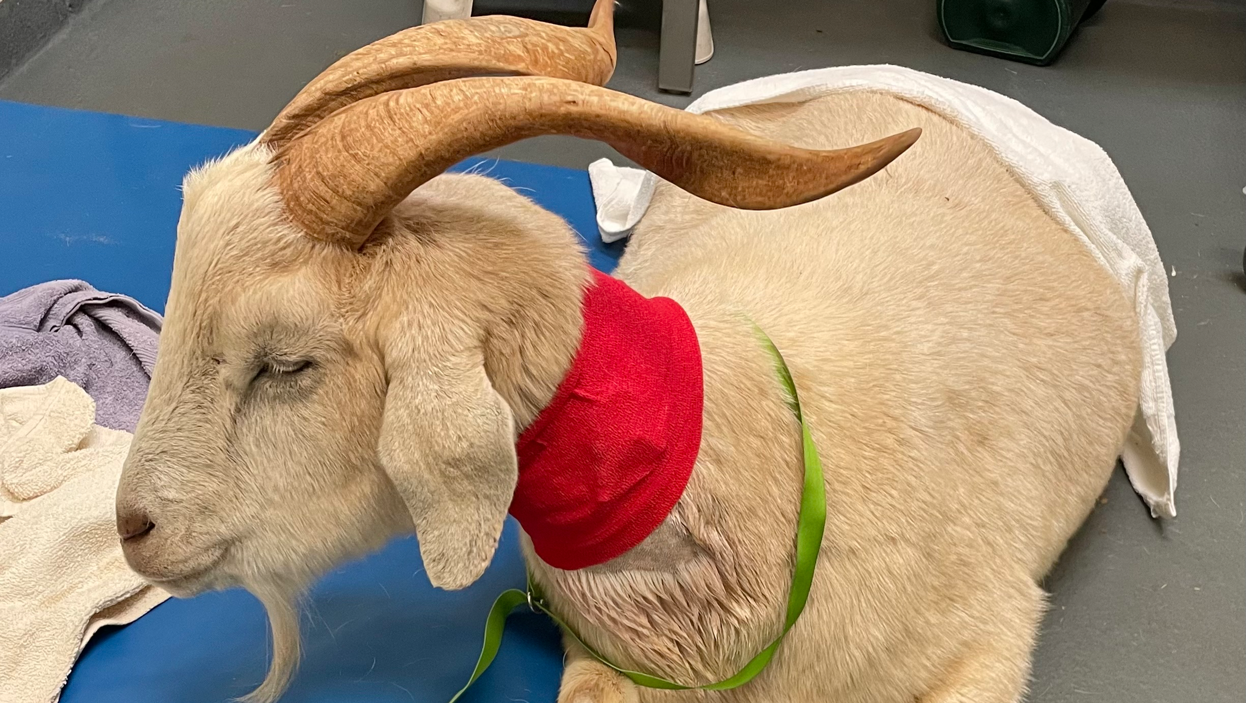 Fundraiser by Jessie Romer : Donate to Billy the goat's emergency surgery!