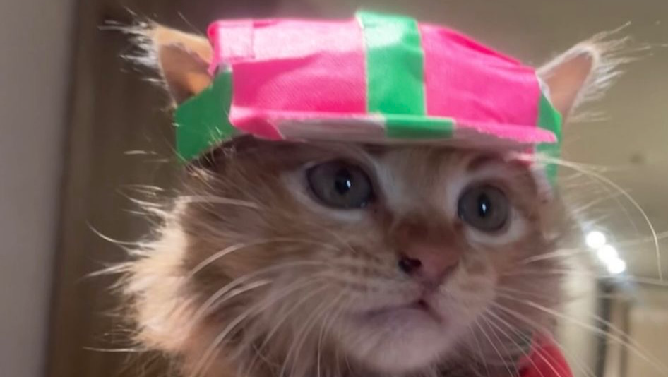 Fundraiser by Annie Cavanagh : Get TJ Home