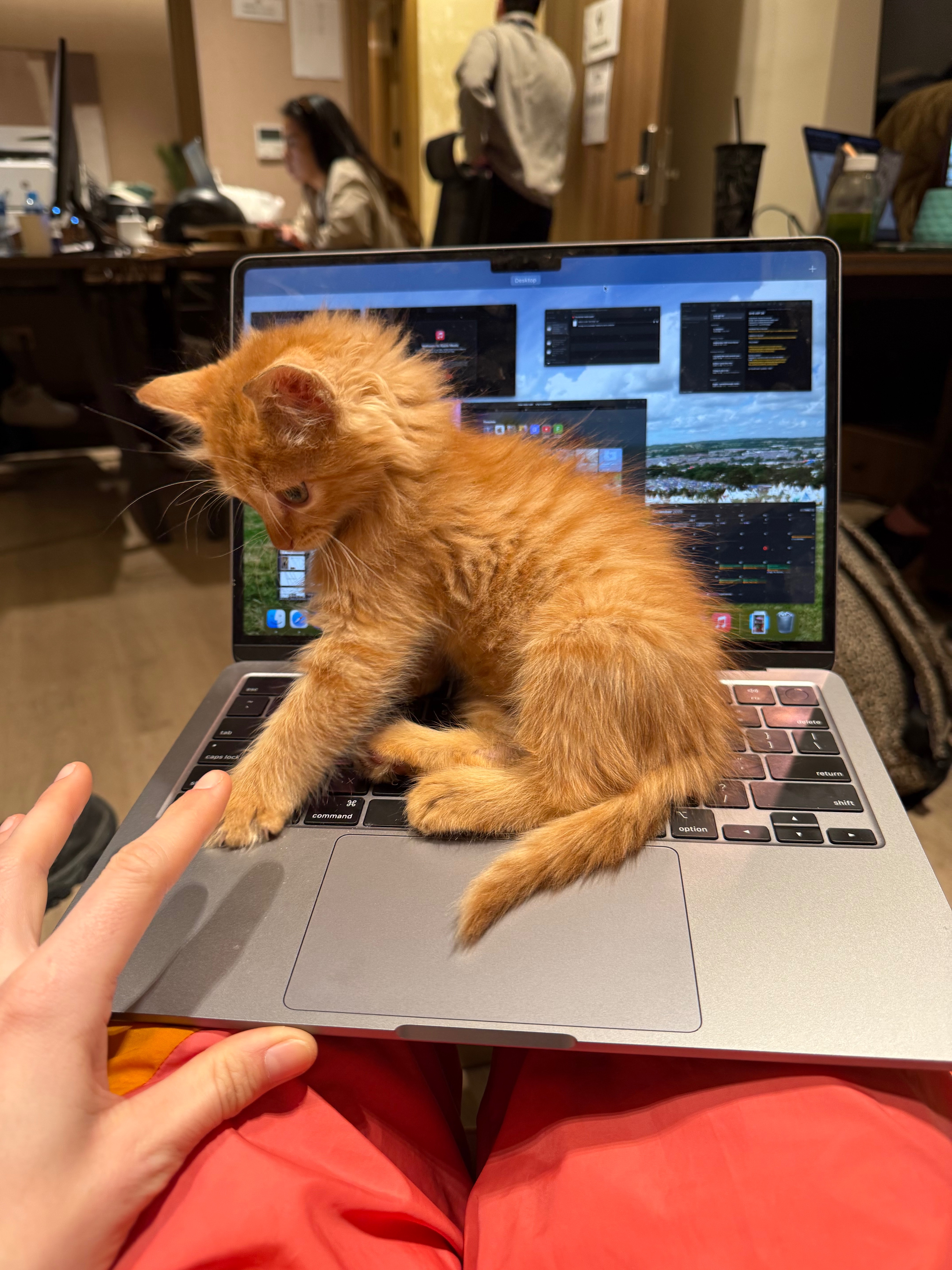 Fundraiser by Annie Cavanagh : Get TJ Home