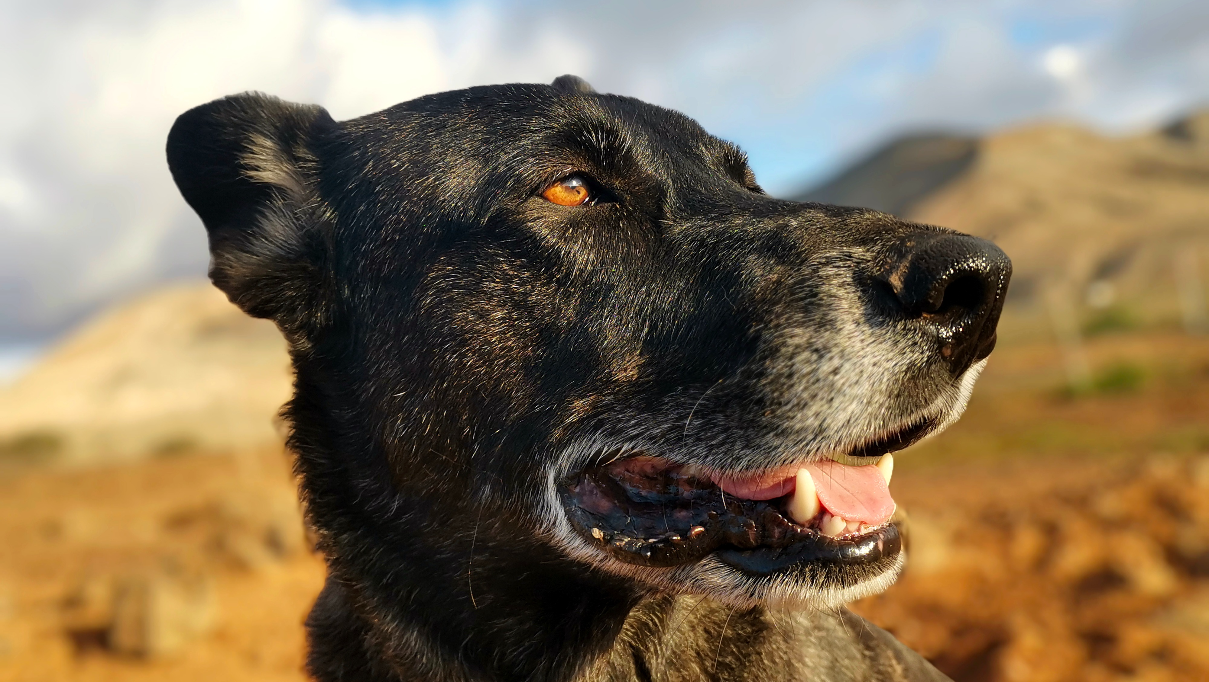 Fundraiser by Maria Diaz Sanchez : Koda necesita una operación para ...