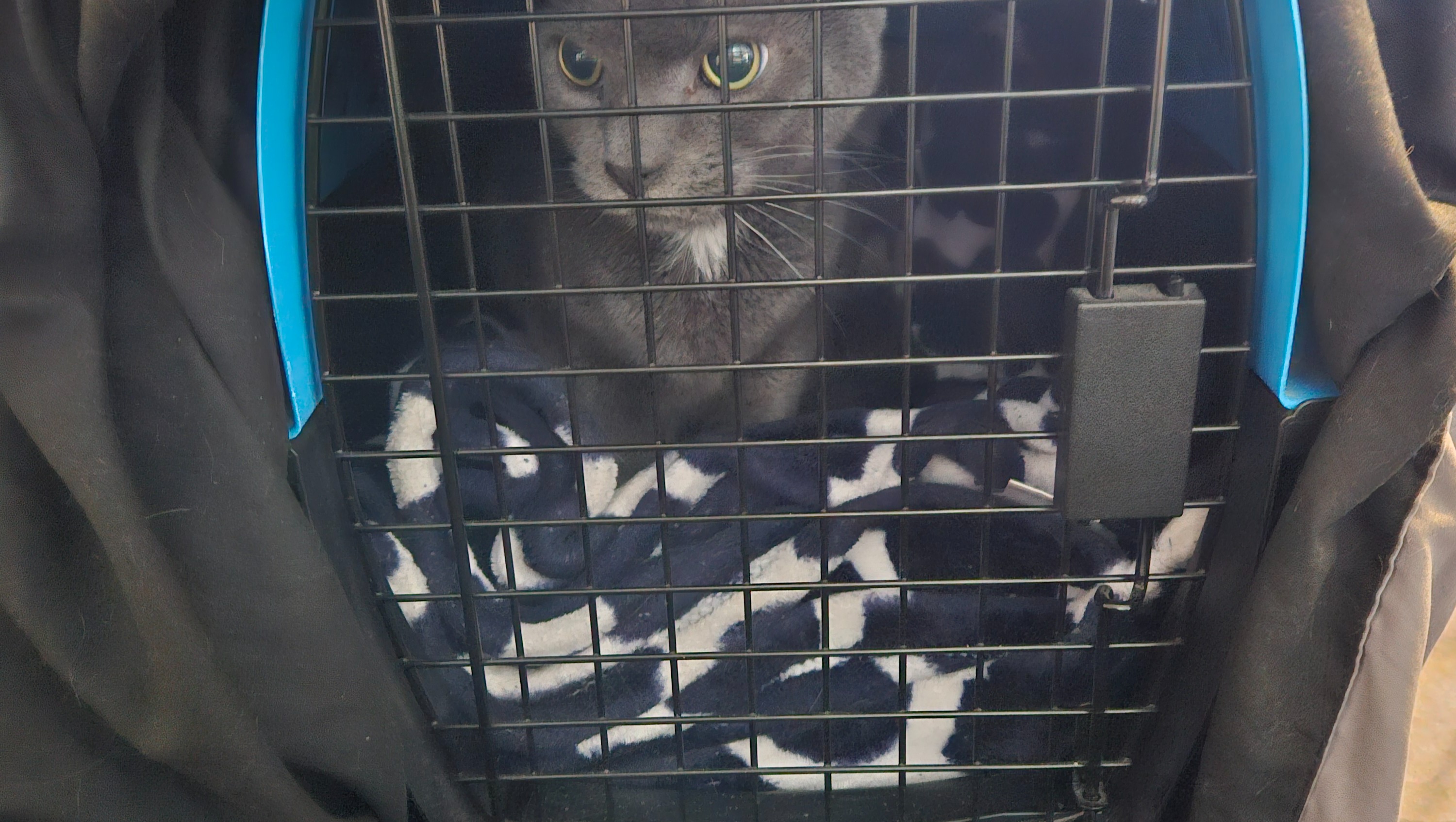 Fundraiser by Hope Bowman : Support Rebel’s Emergency Vet Bills