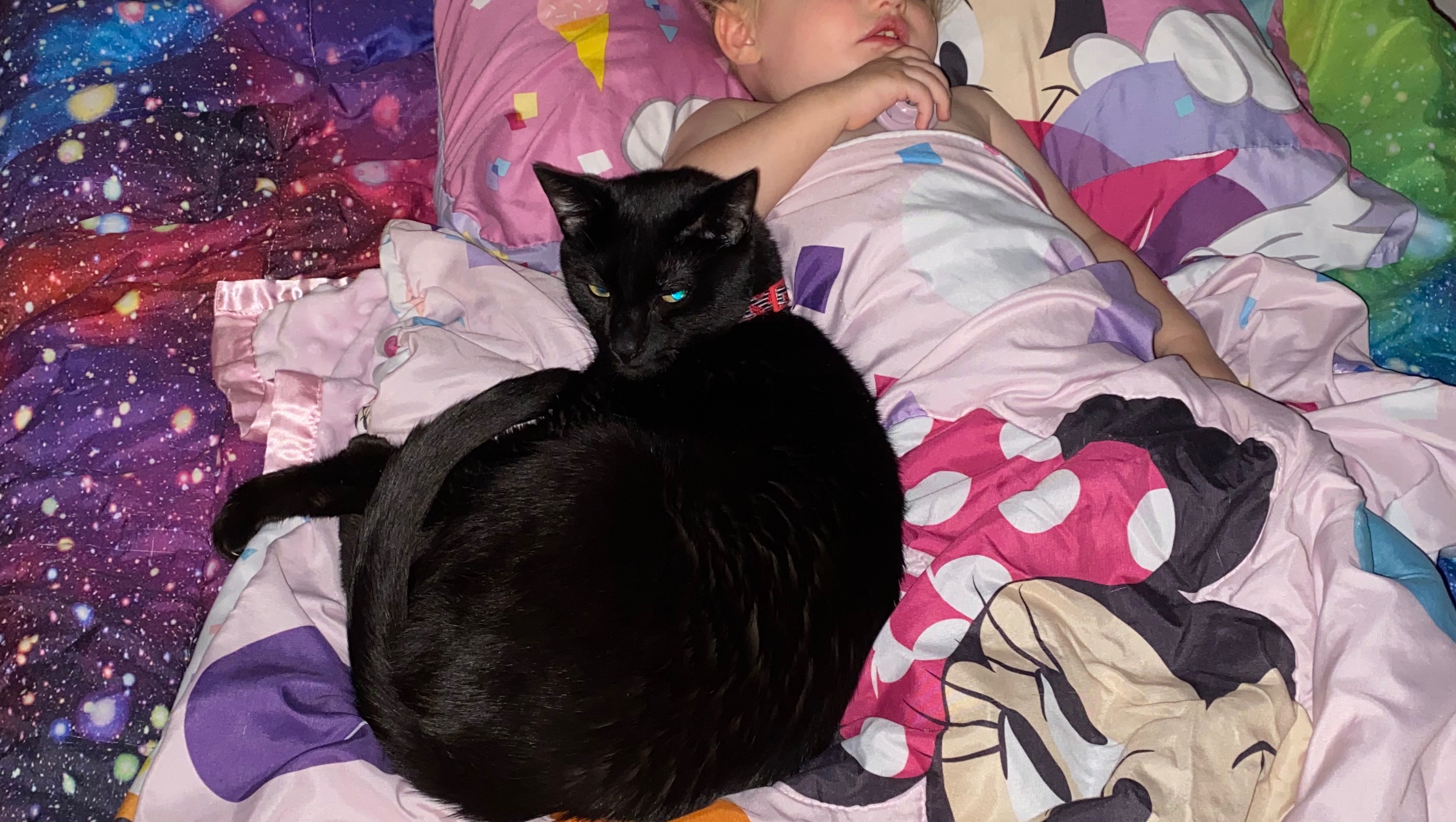 Fundraiser by Jaime Swedeen : Help Two Cats While Owner Enters Treatment