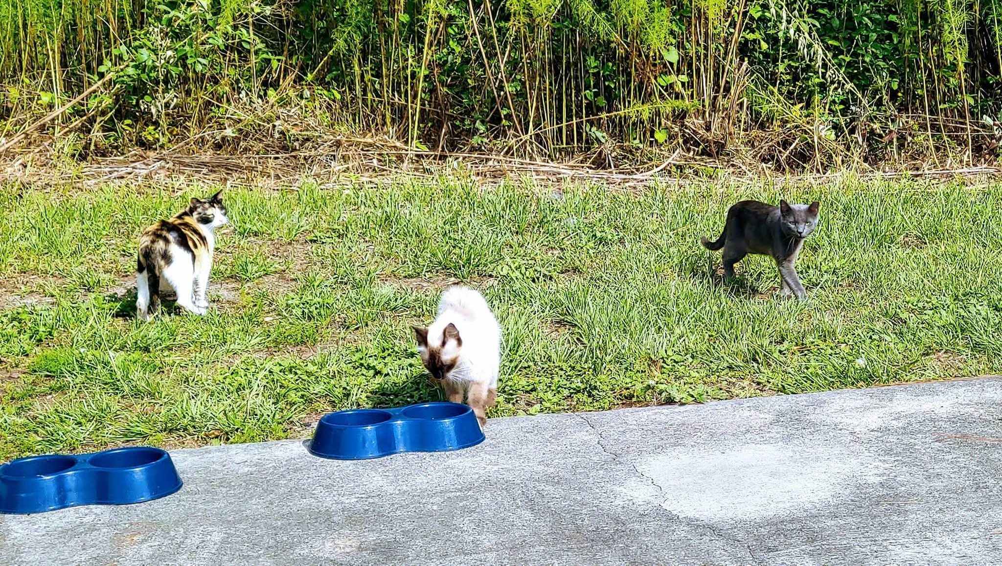 Fundraiser by Kat Stacy Cassie Inge Happy Acres : Help Us Spay, Neuter ...