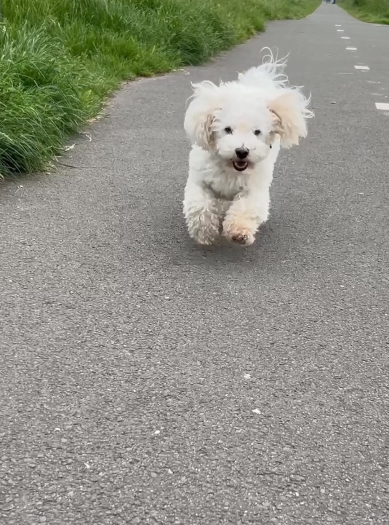 Fundraiser by Daisy Mocha : Help Mocha live happy again