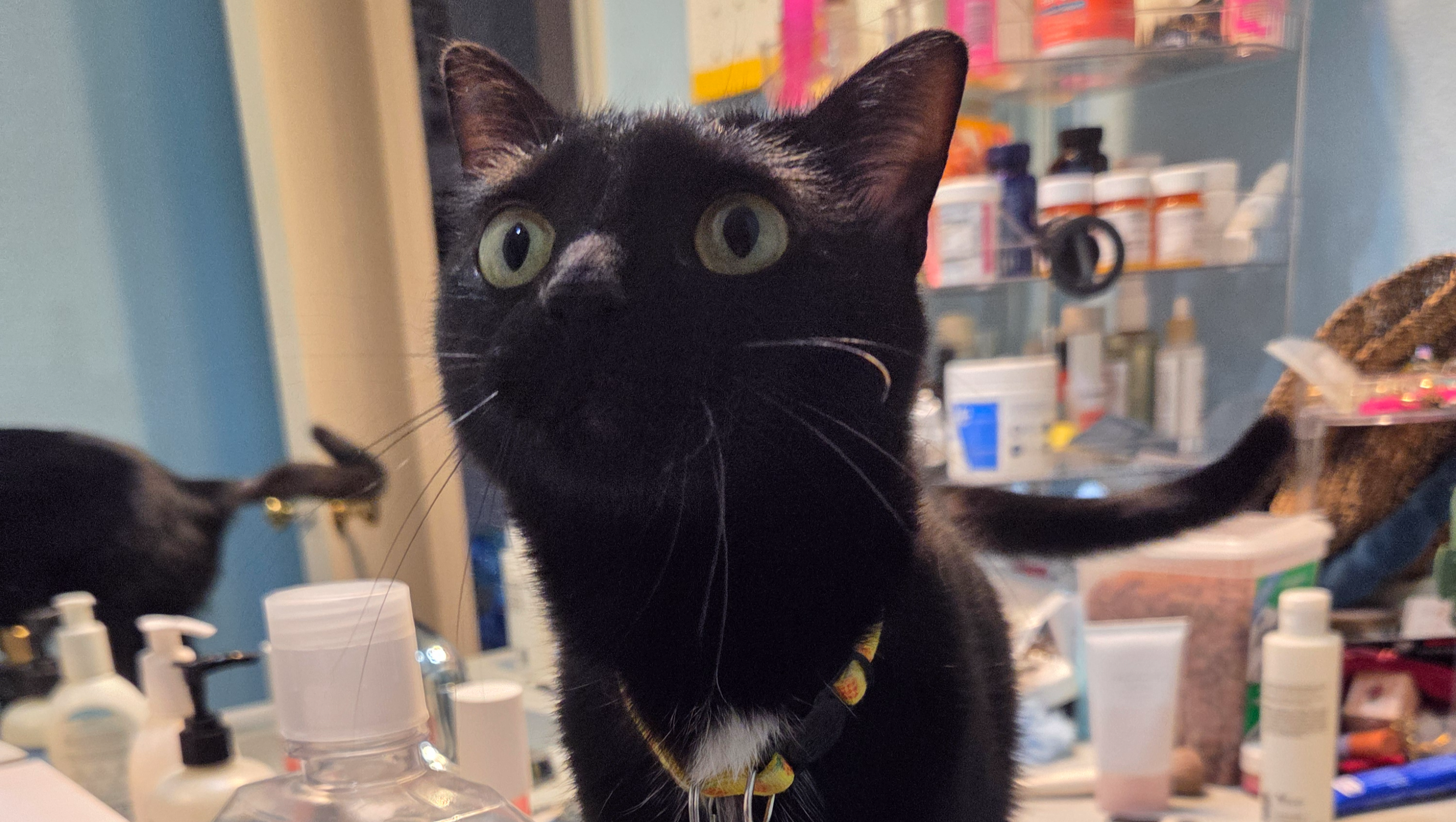 Fundraiser by Jessica Rutt : Support Lilian’s Urgent Vet Care