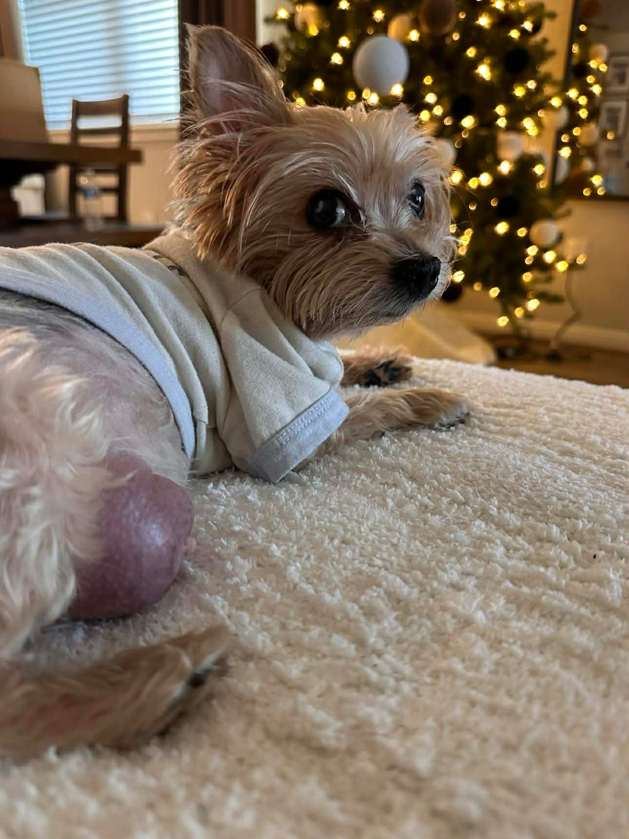 Fundraiser by Valerie Ramirez : Help Princess Get Life-Saving Surgery
