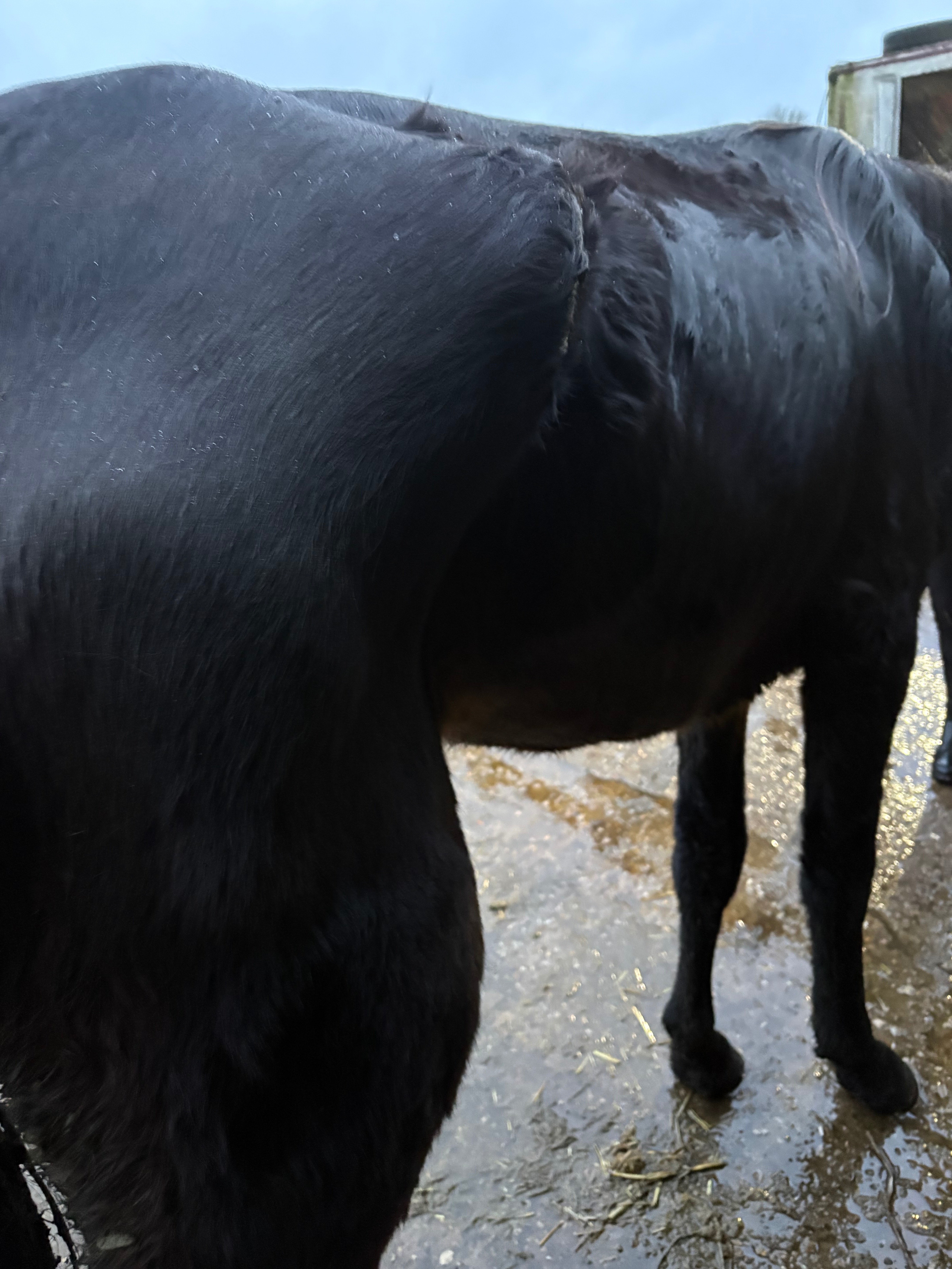 Fundraiser by Helen Pearson : Help ruby get her sparkle back