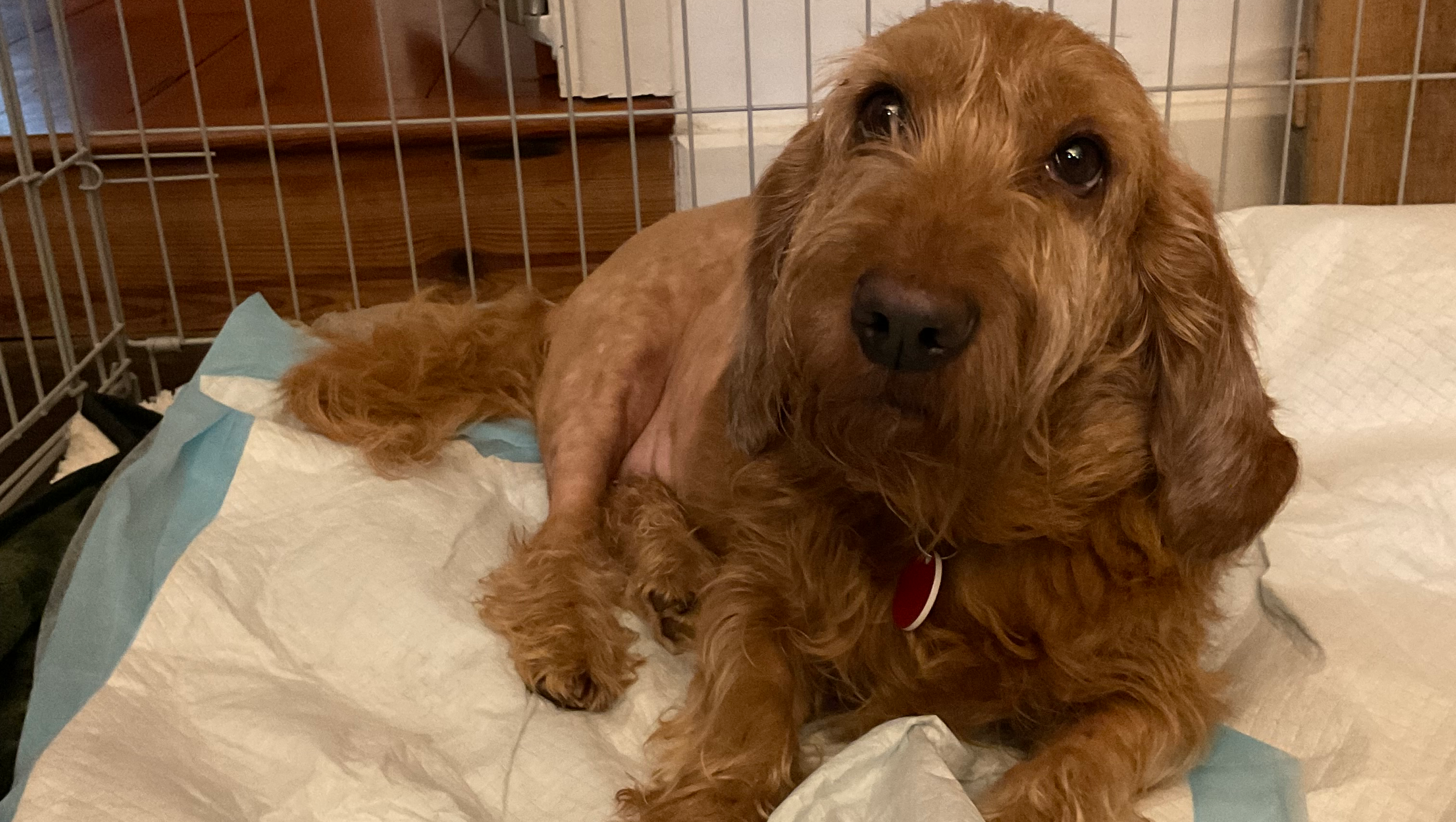 Fundraiser by Sarah V Battle : Ruby’s on going care