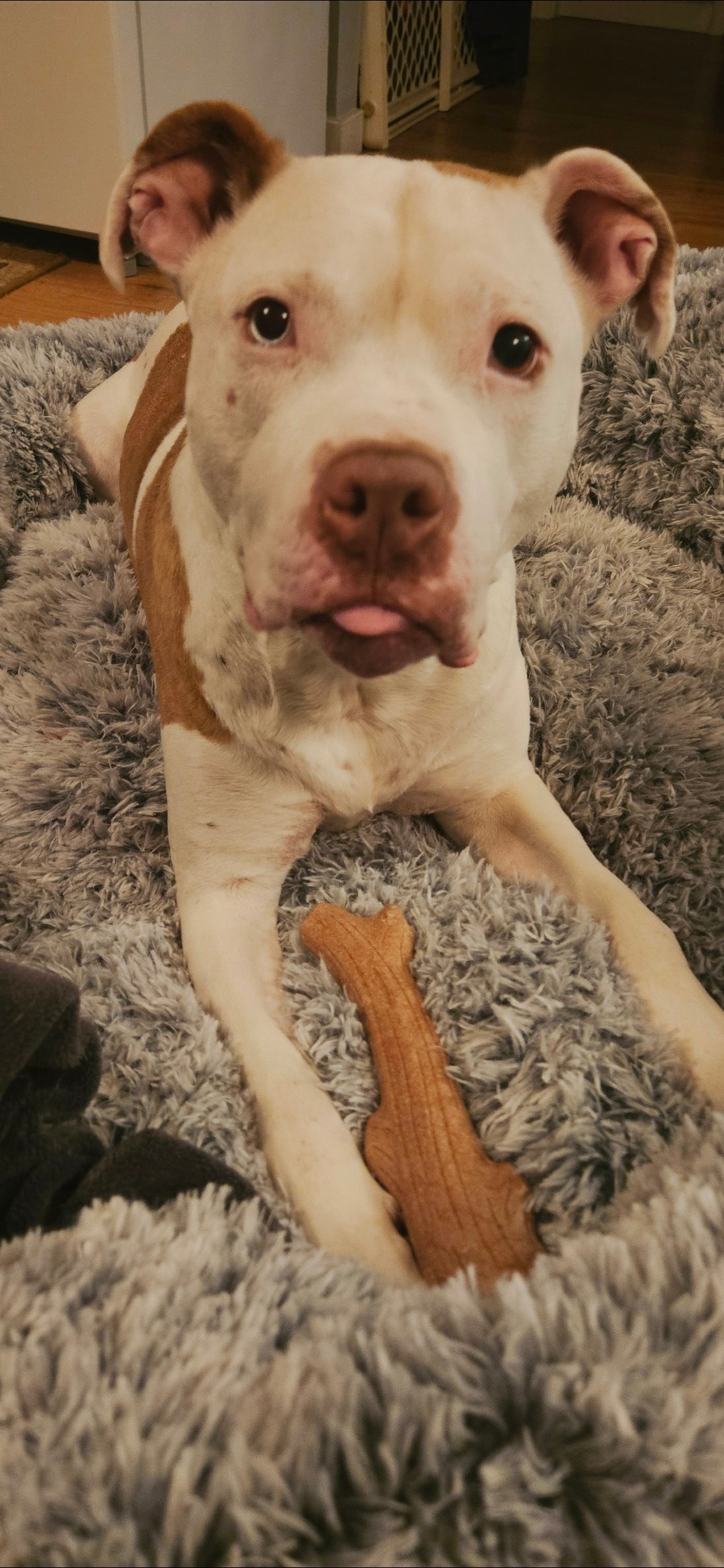 Fundraiser by Shandra Myer : Please Help Us Get Answers for Chip