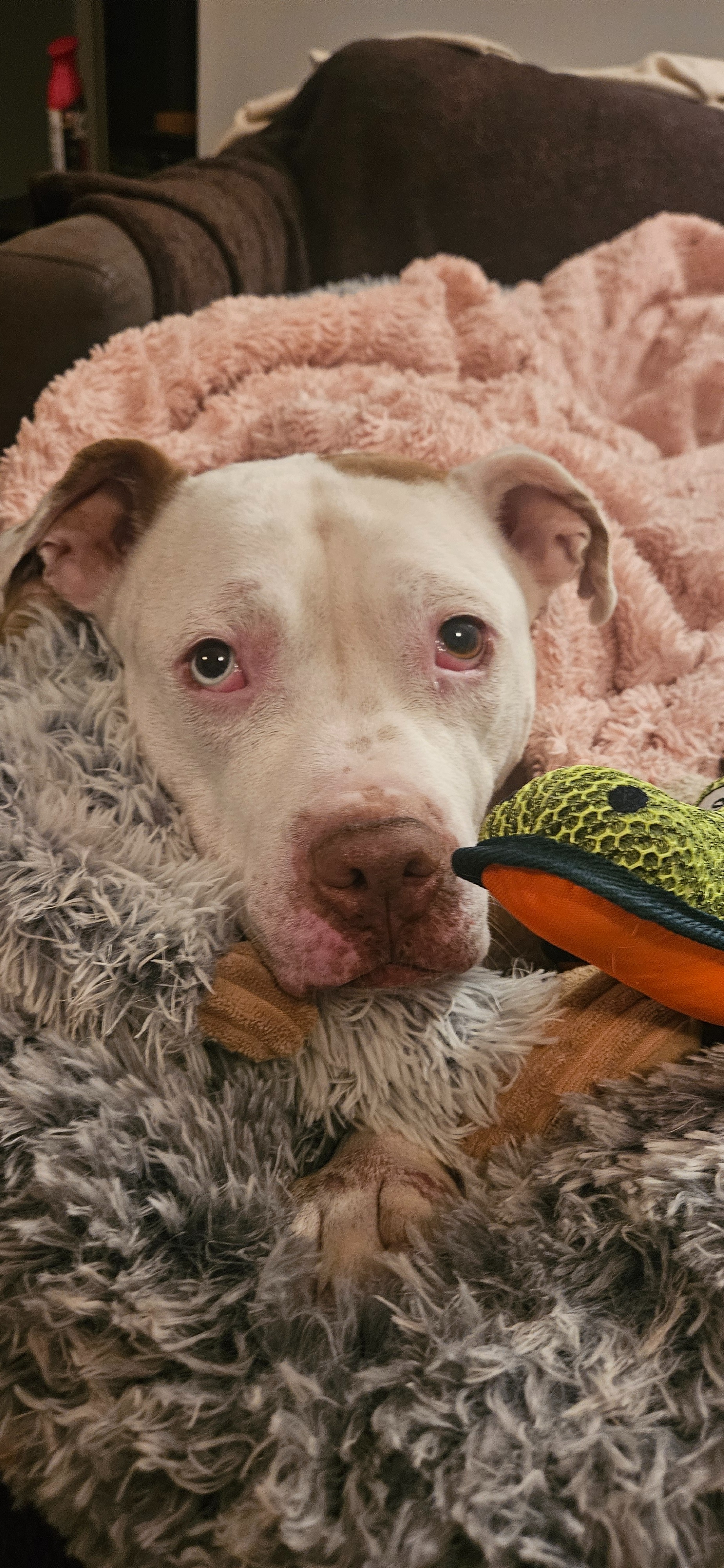 Fundraiser by Shandra Myer : Please Help Us Get Answers for Chip