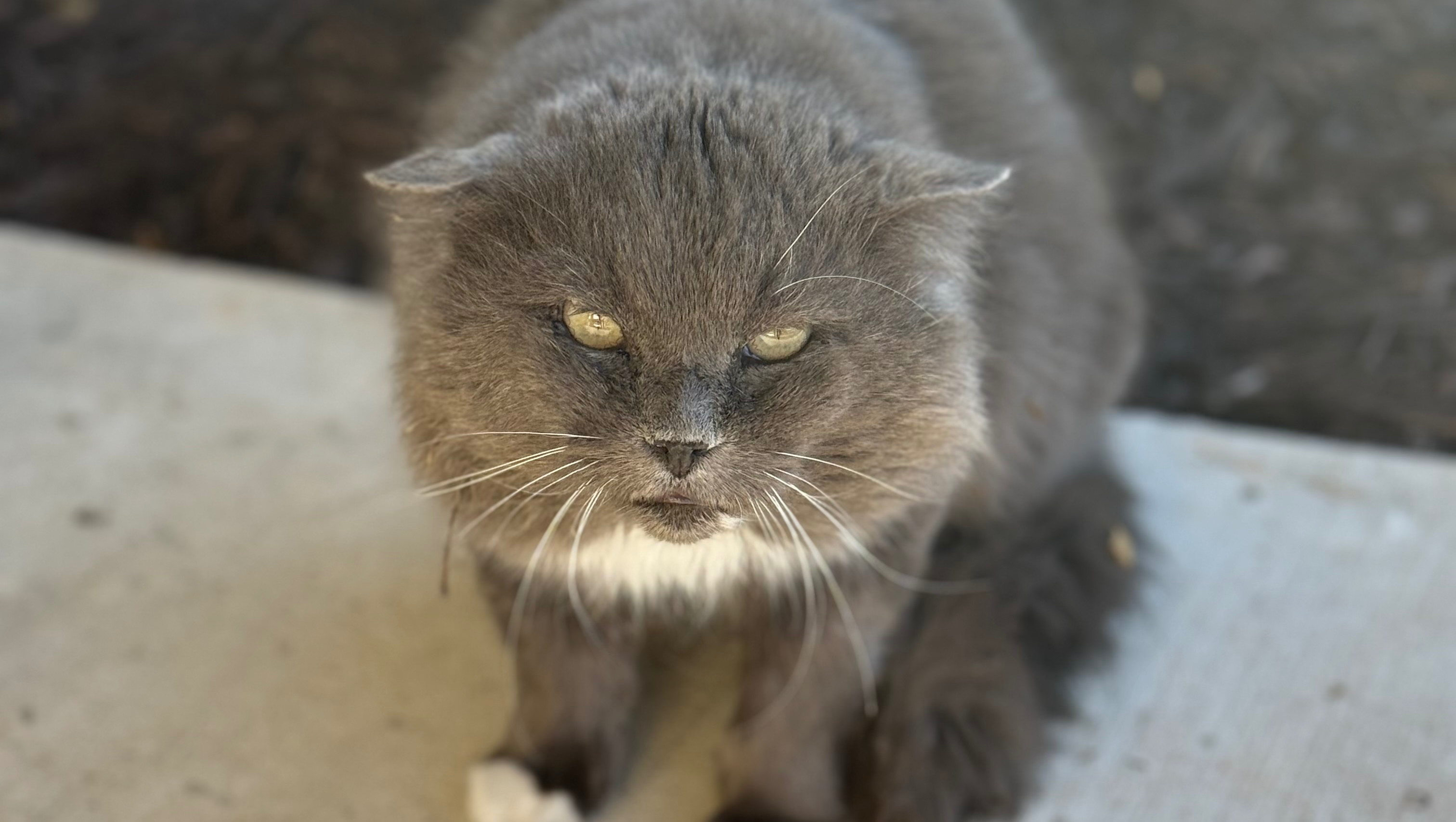 Fundraiser by Kelly Trask : Help Steve the Cat of Larkspur Heal