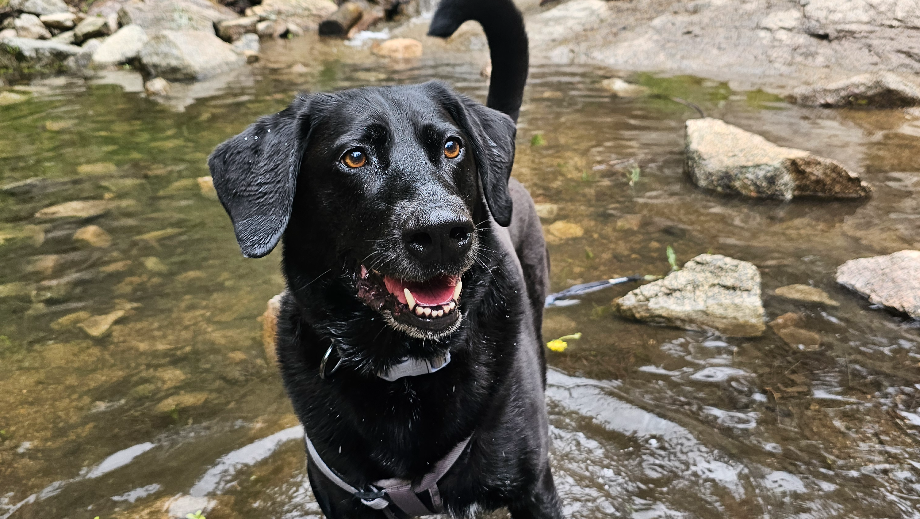 Fundraiser by Cady Shiflet : Help Kira (Lumps) get emergeny surgery