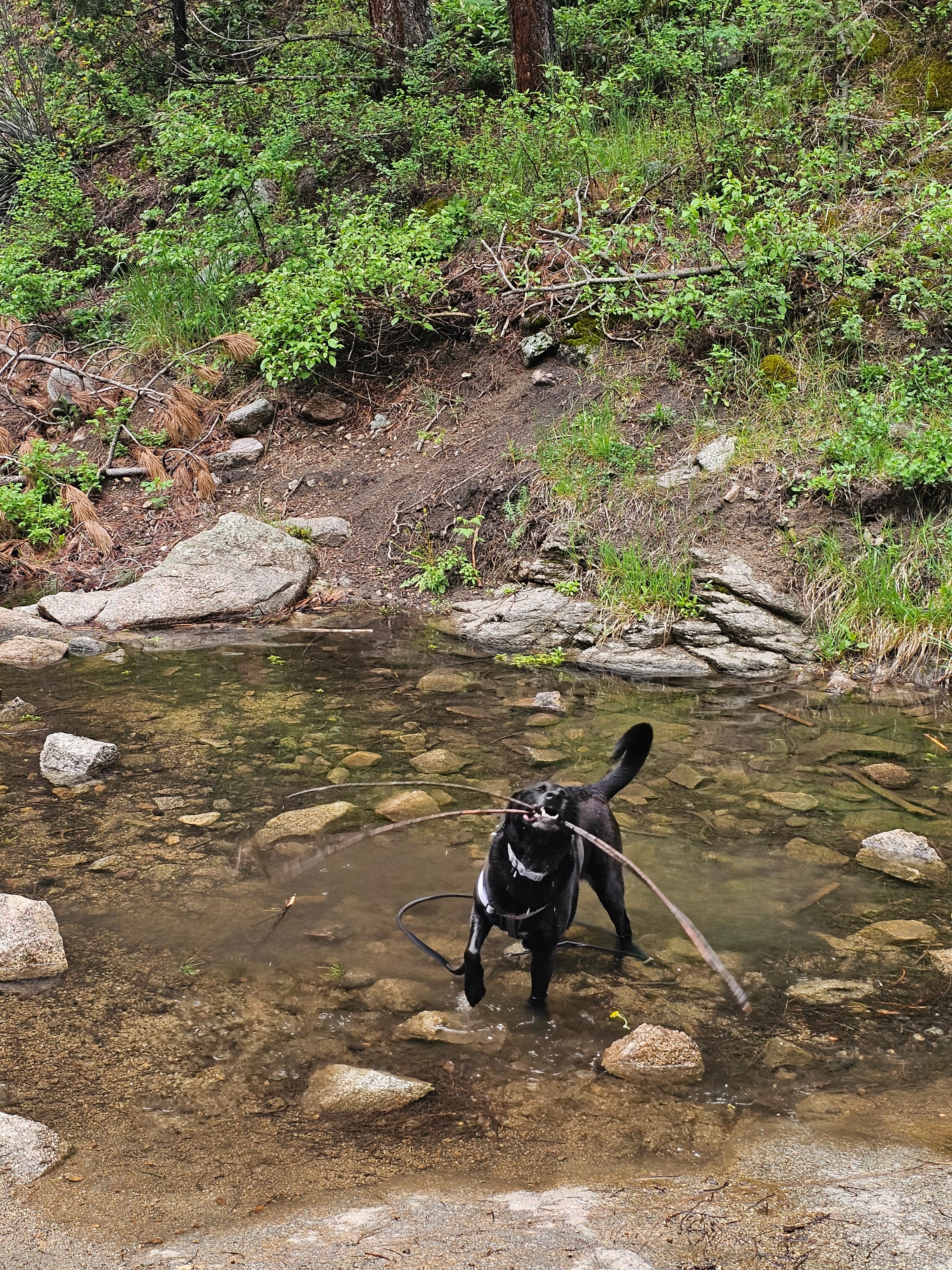 Fundraiser by Cady Shiflet : Help Kira (Lumps) get emergeny surgery