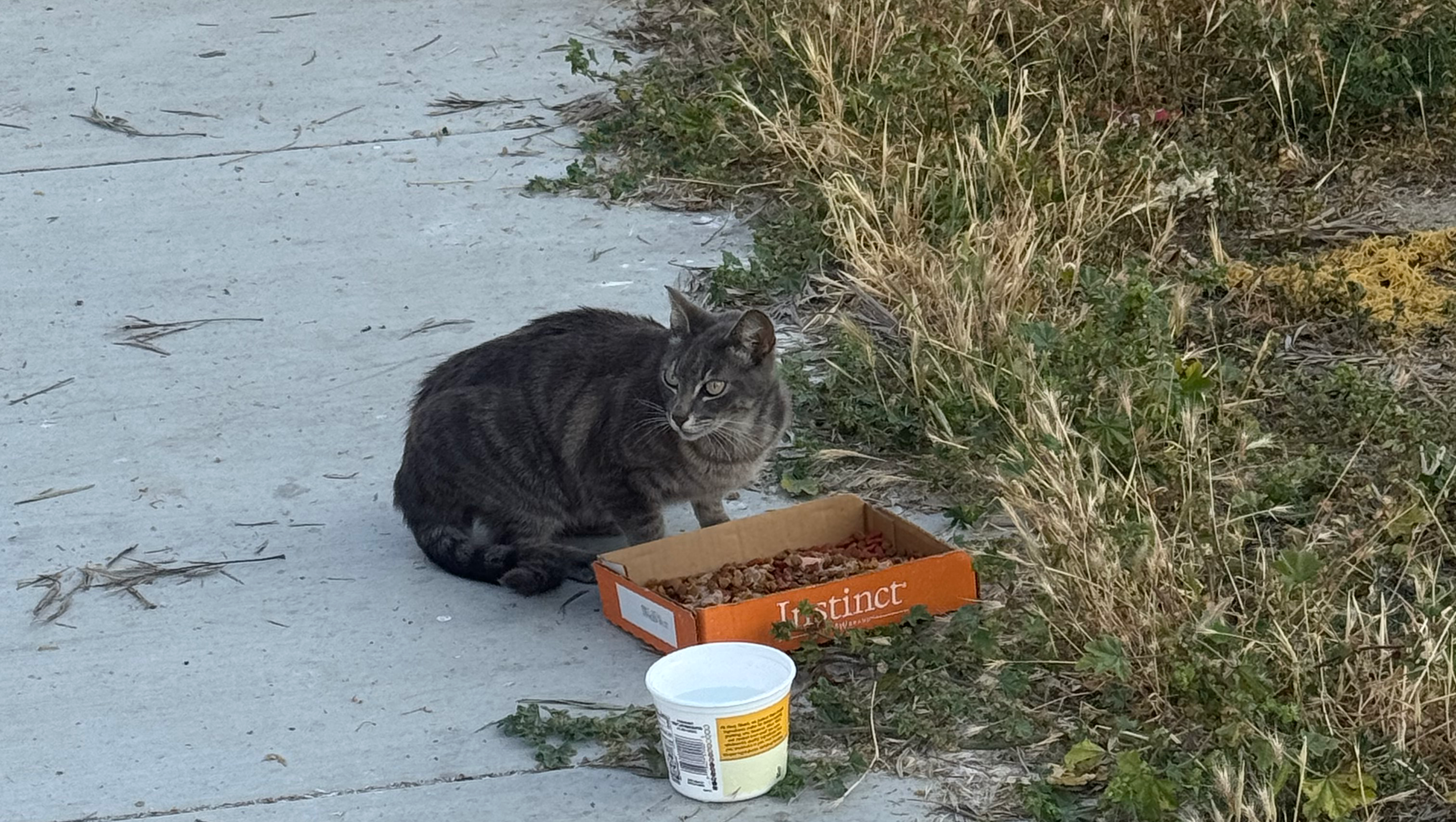 Fundraiser by Ava Paydar : Help Us Combat OC’s Stray Cat Overpopulation ...